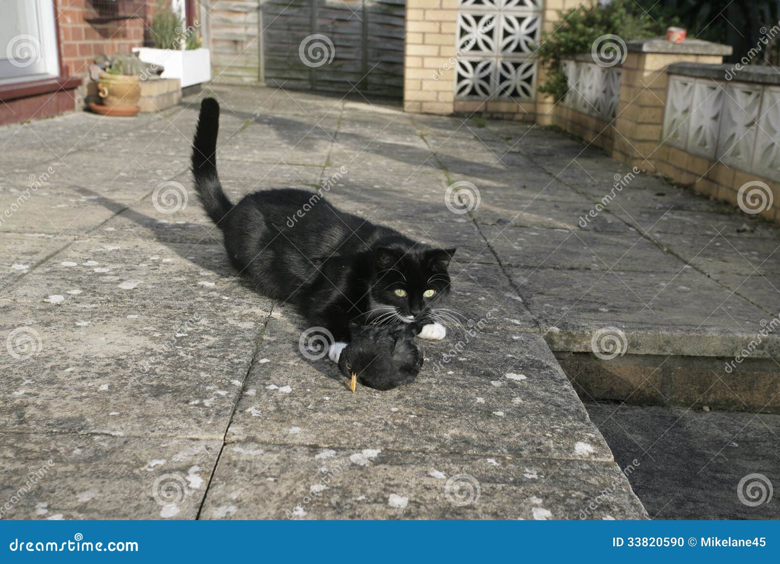 Domestic cat stock photo. Image of blackbird, wildlife - 33820590