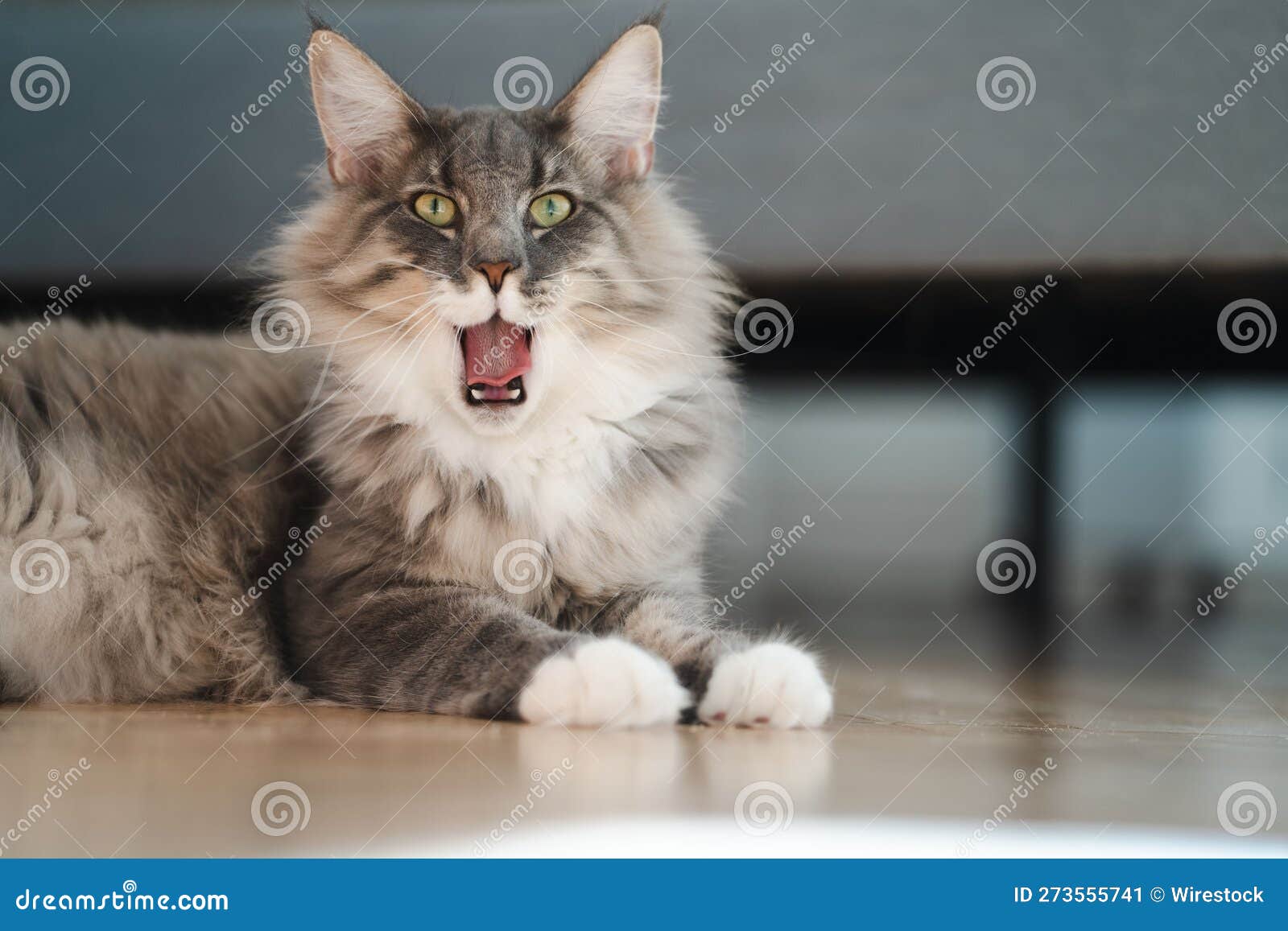 Domestic Cat Displaying Its Sharp Teeth in a Wide Open Mouth Stock ...