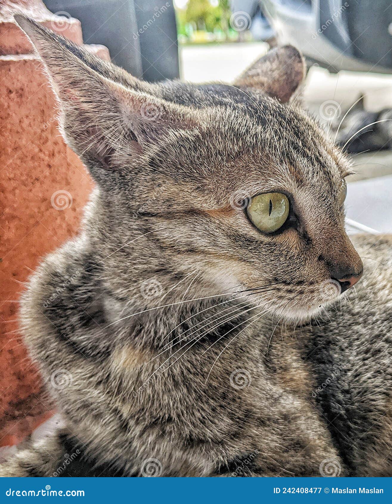 A domestic cat stock image. Image of whiskers, sharp - 242408477