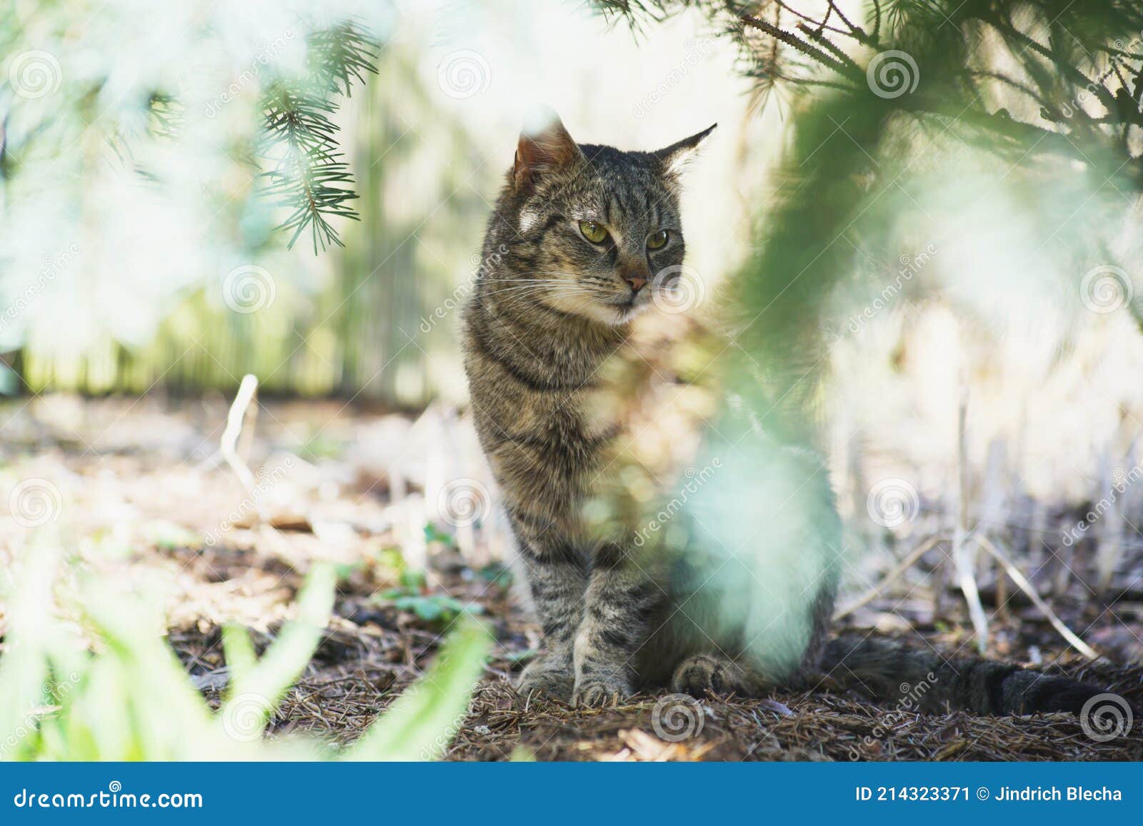 Domestic Cat Exploring Outdoors Stock Image - Image of exploring ...