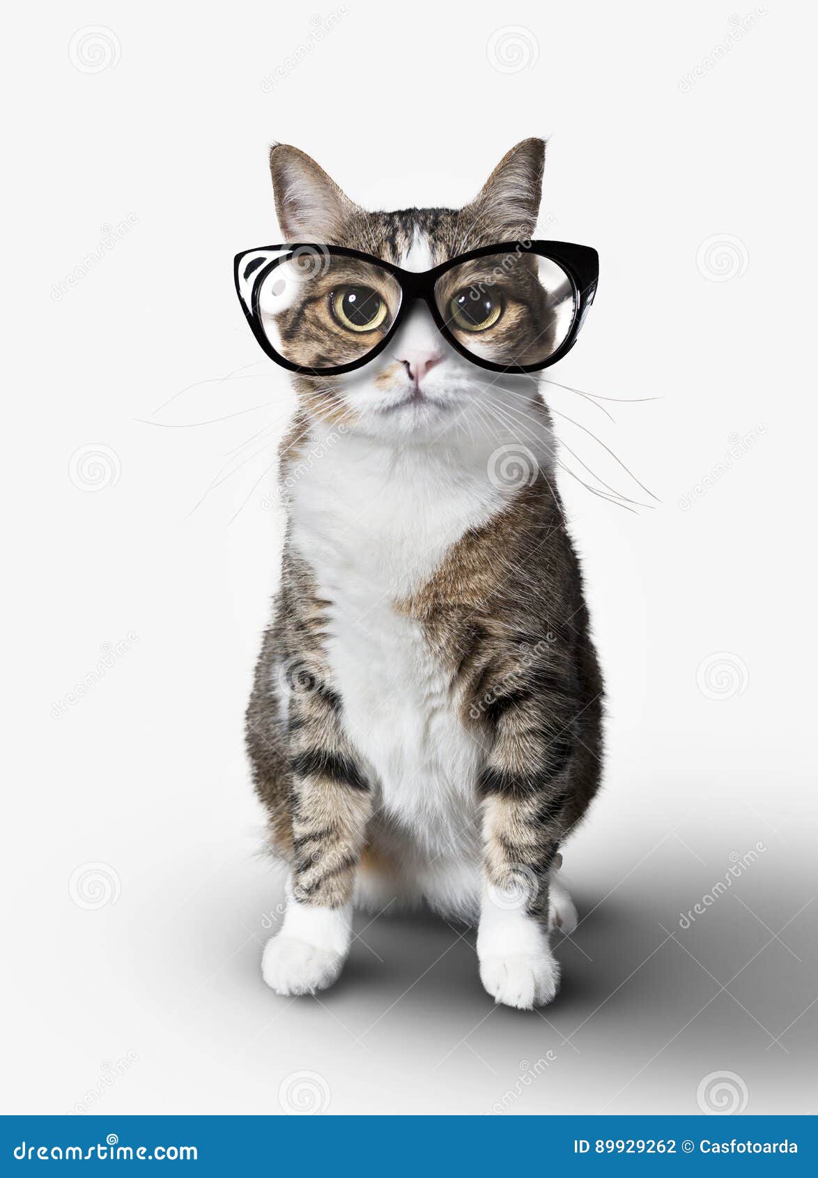 Domestic Cat with Eyeglasses. Stock Photo - Image of domestic ...