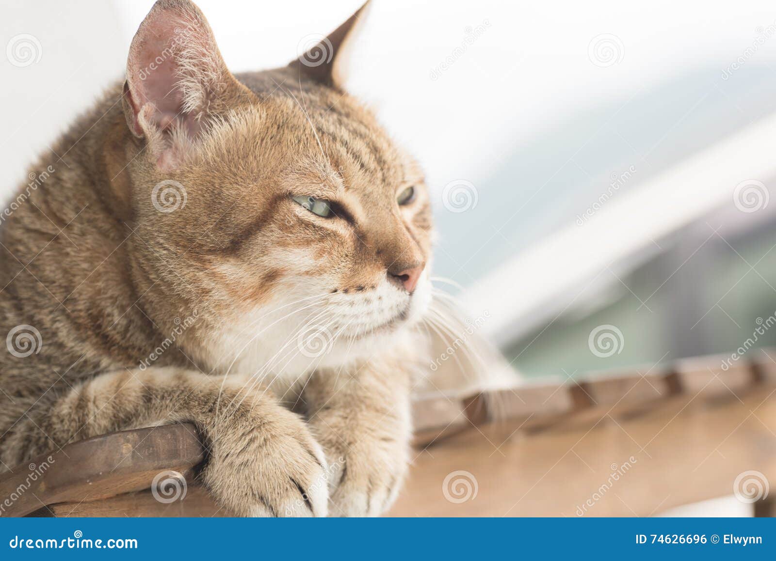 Domestic cat face stock photo. Image of house, doze, face - 74626696