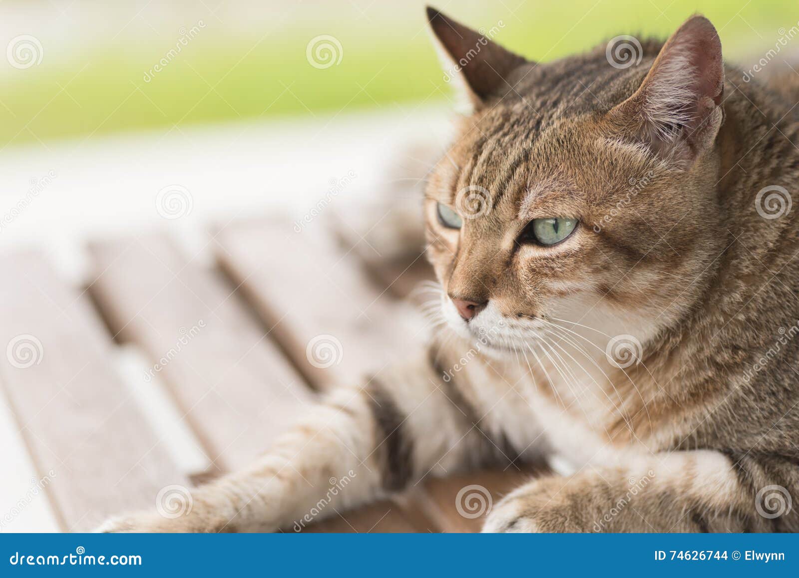 Domestic cat face stock photo. Image of head, closeup - 74626744