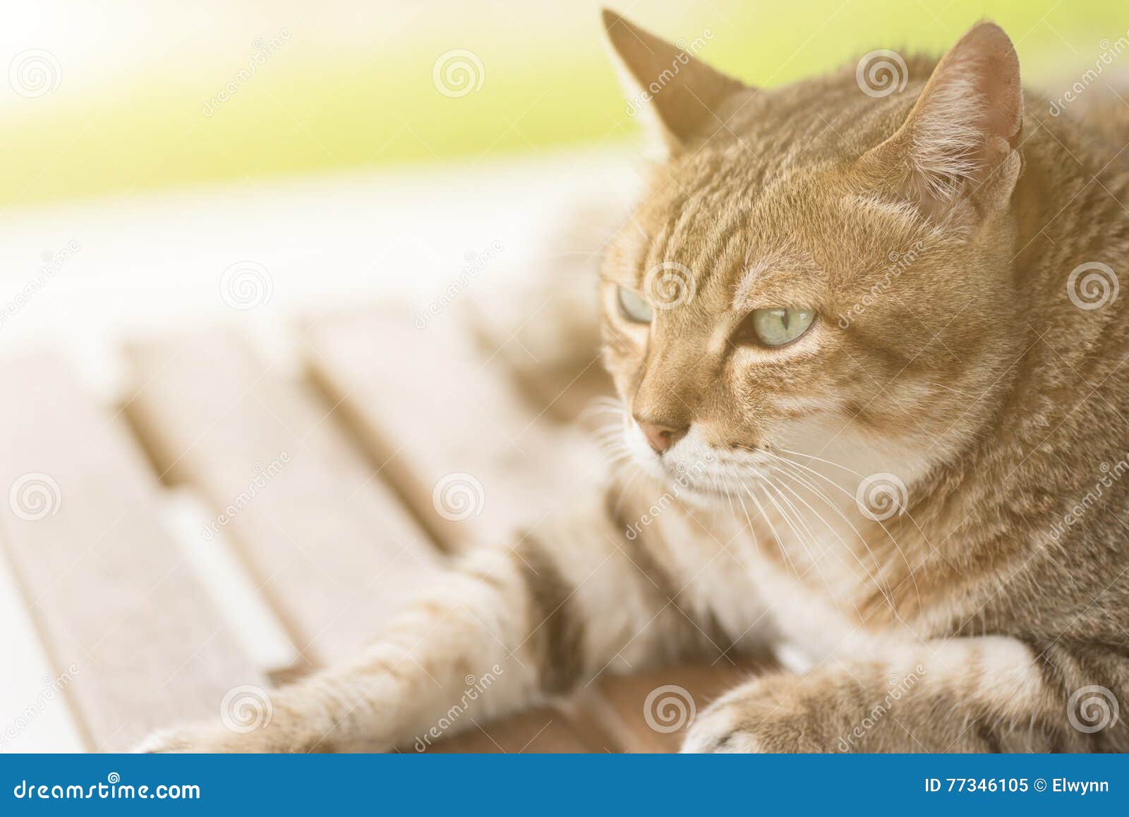 Domestic cat face stock image. Image of character, facial - 77346105