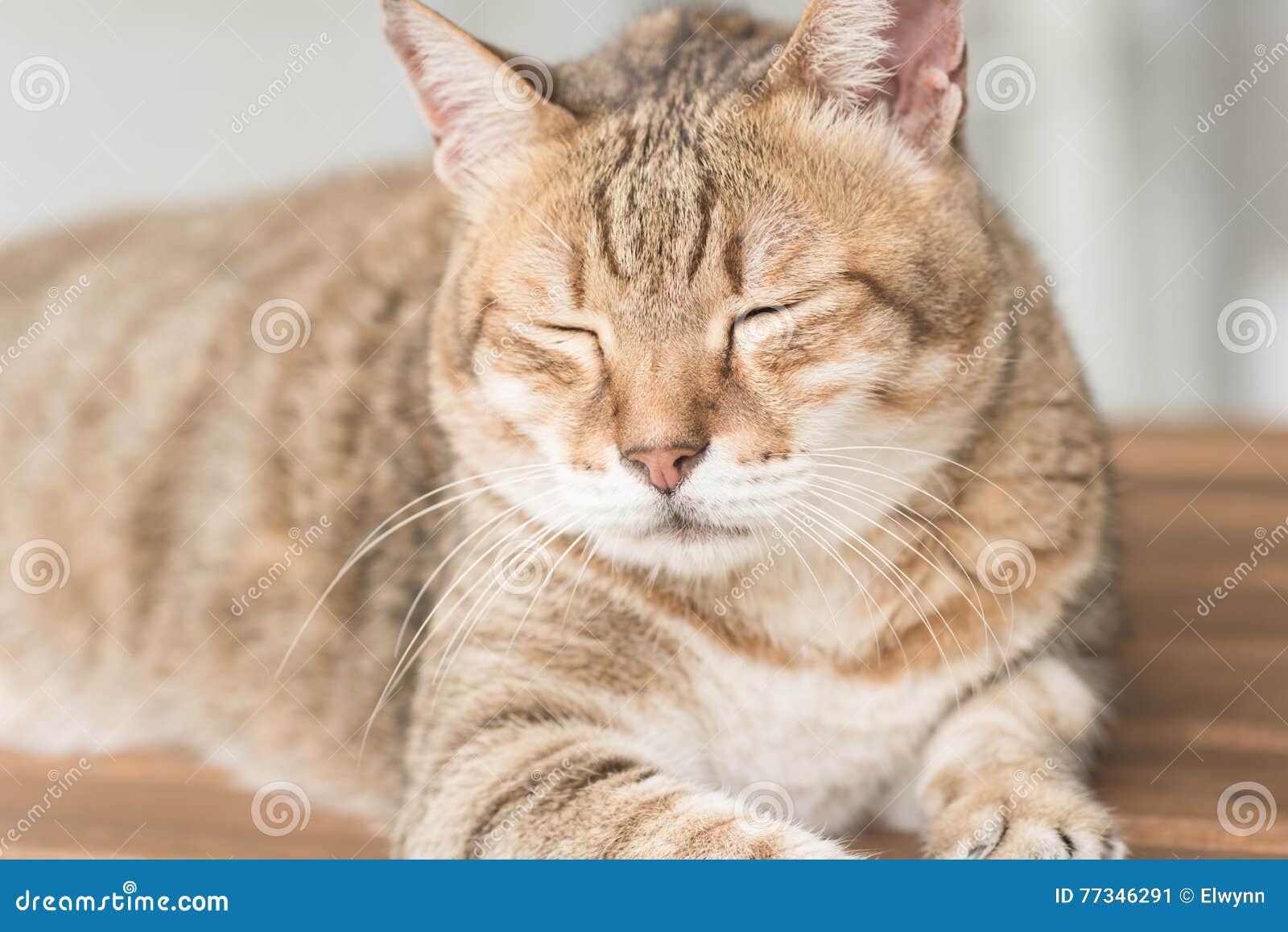 Domestic cat face stock image. Image of expressive, copyspace - 77346291