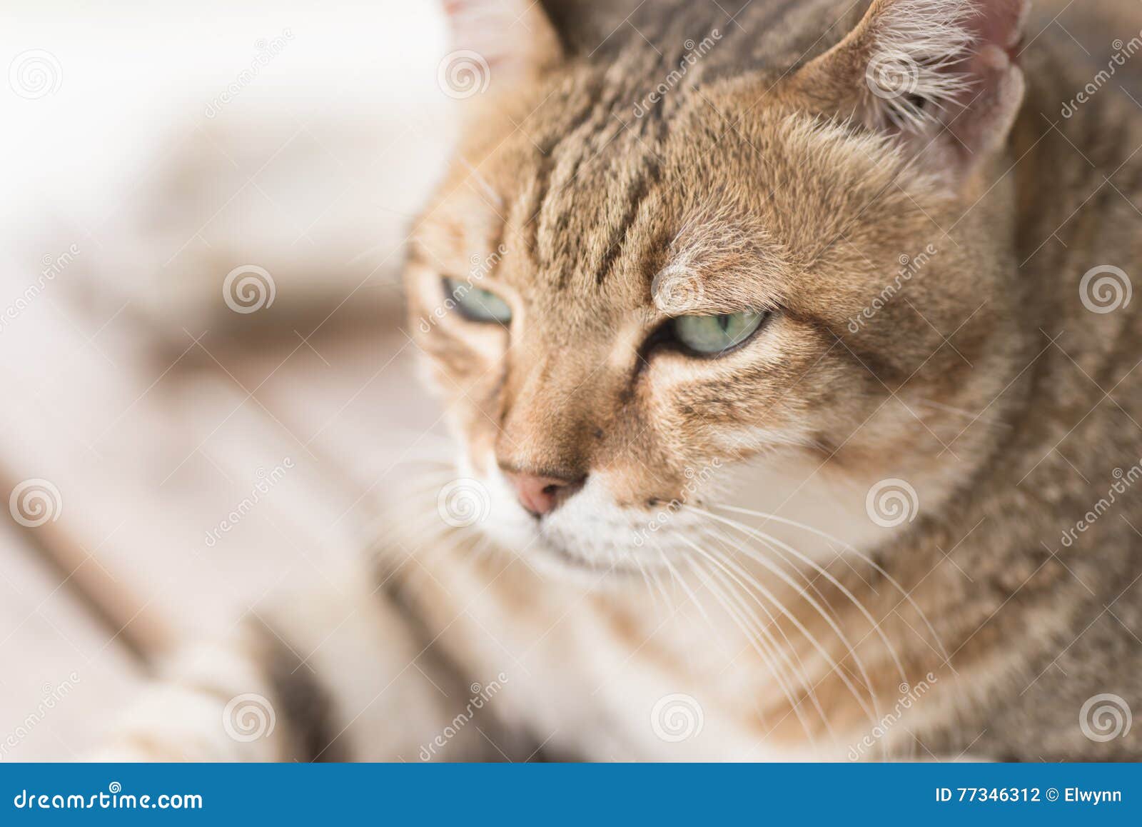 Domestic cat face stock photo. Image of delicate, closeup - 77346312