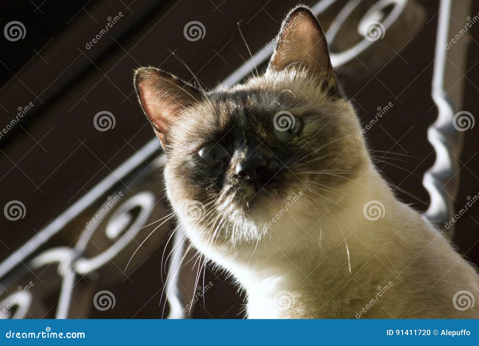 Domestic Cat - Felis catus stock photo. Image of catus - 91411720