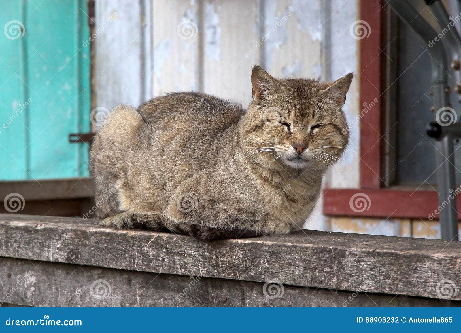 Domestic cat Felis catus stock photo. Image of sleeping - 88903232