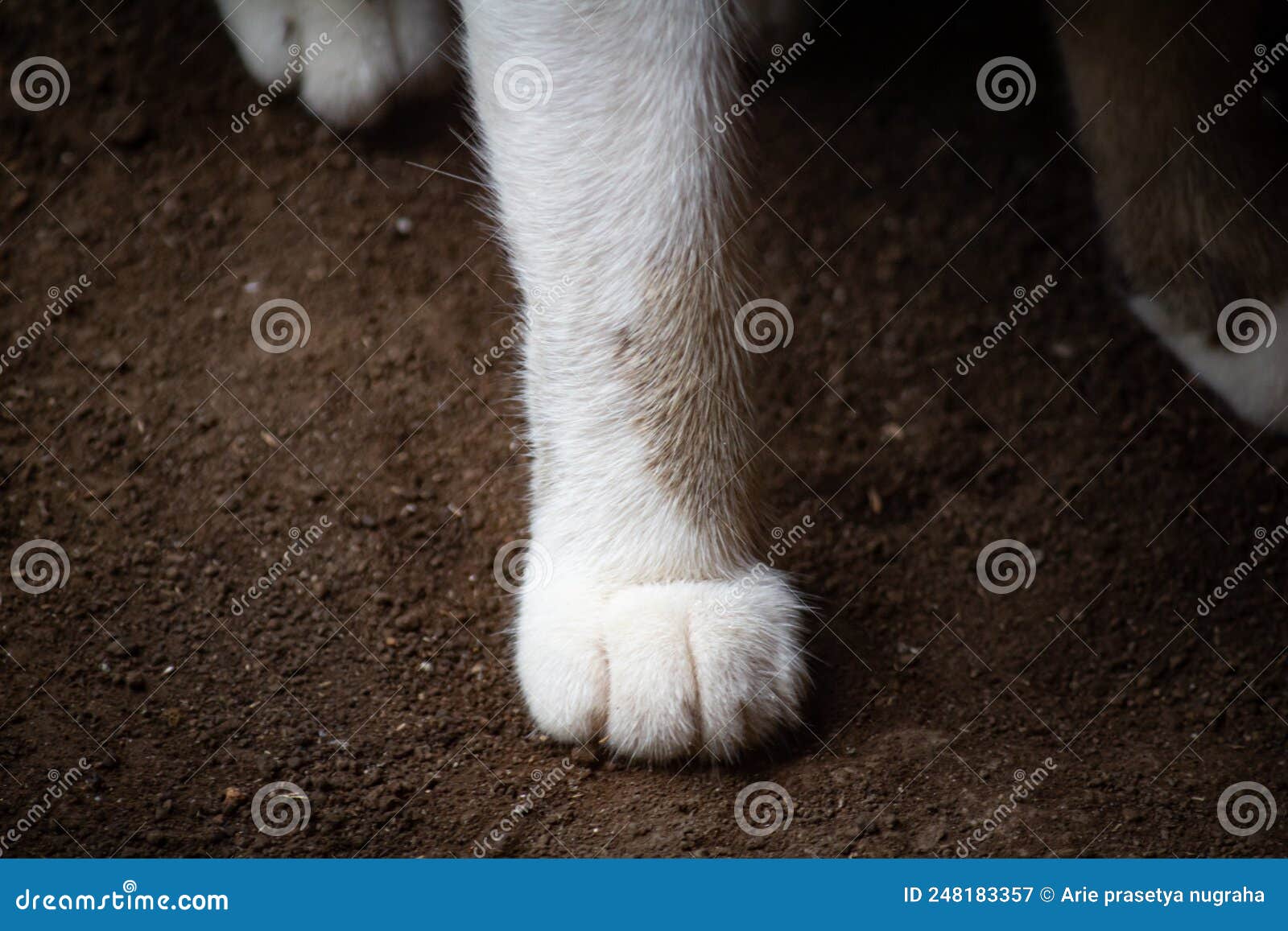 Domestic cat foot stock image. Image of animal, foot - 248183357