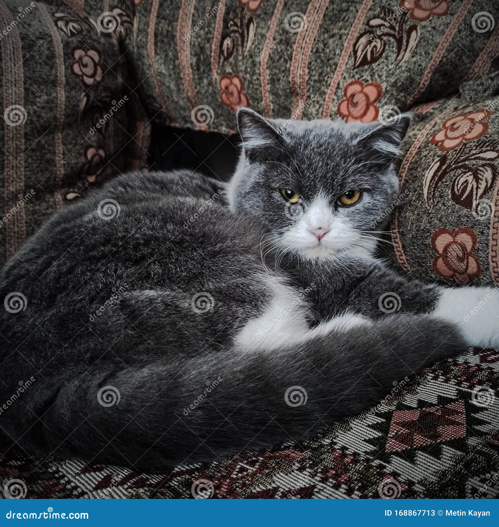 Domestic cat grey stock image. Image of pets, animal - 168867713