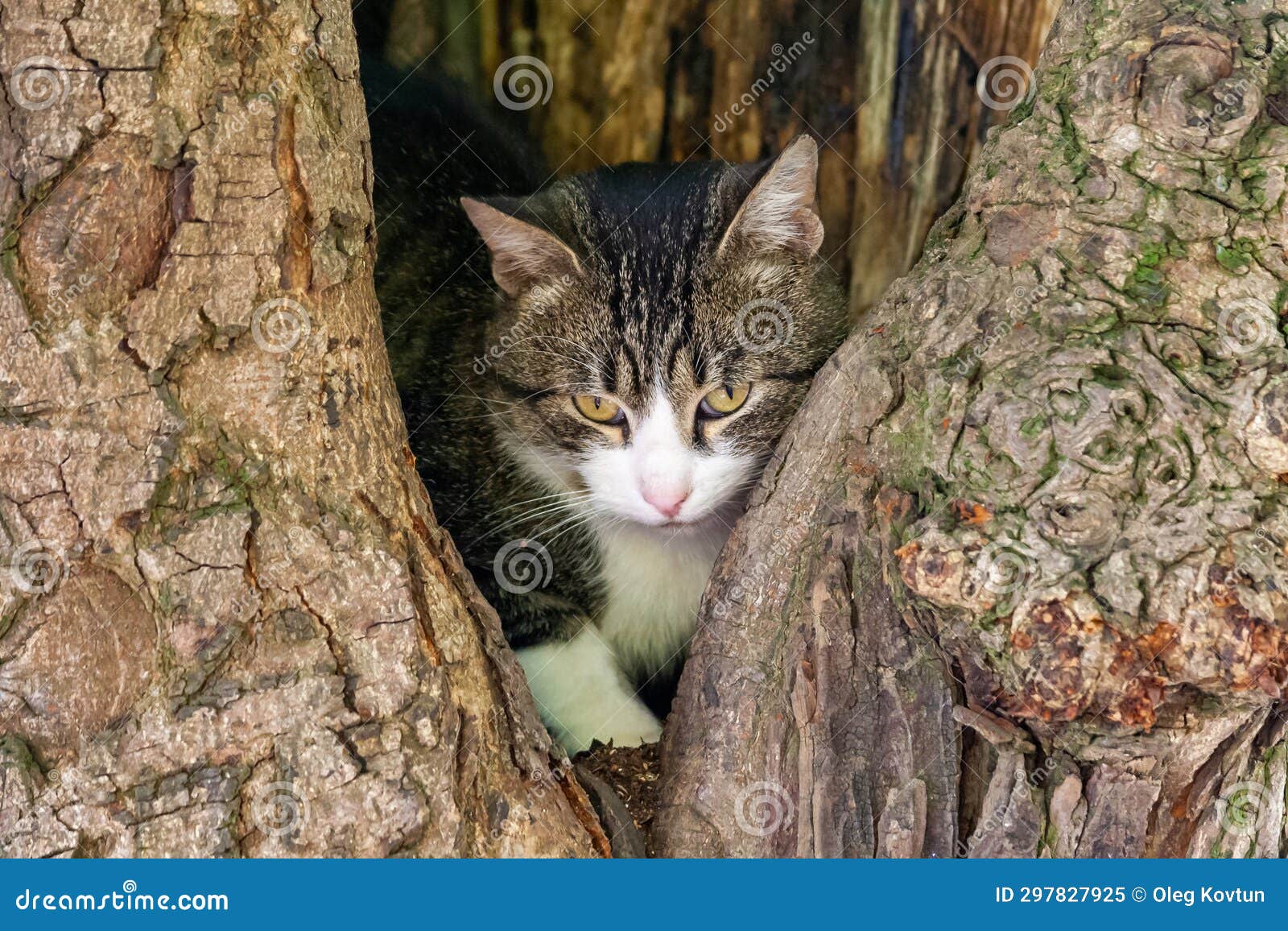 Domestic Cat in a Hollow Tree in Sofievsky Park, Ukraine Stock Image ...