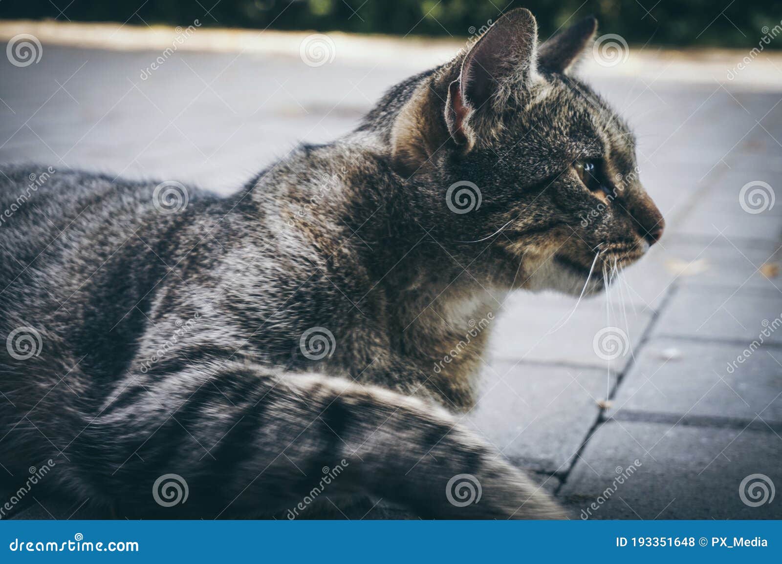 Domestic Cat - Horizontal Photograph Stock Photo - Image of tabby ...