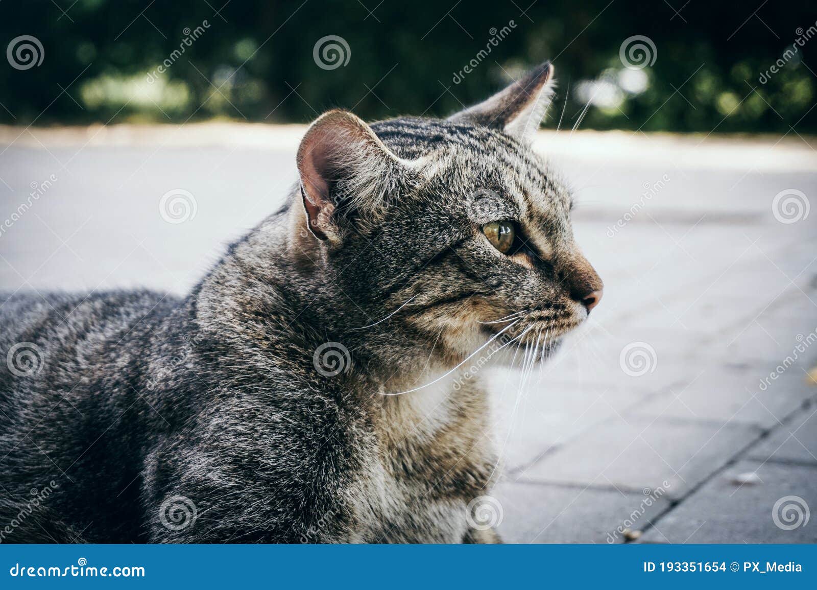 Domestic Cat - Horizontal Photograph Stock Photo - Image of mammal ...