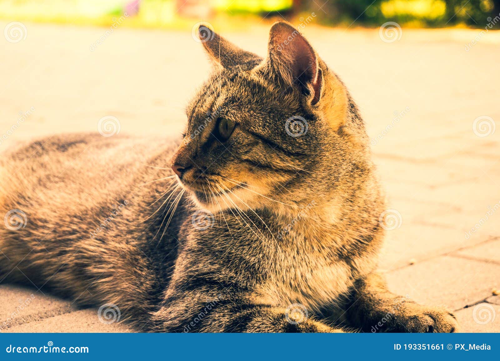 Domestic Cat - Horizontal Photograph Stock Image - Image of looking ...