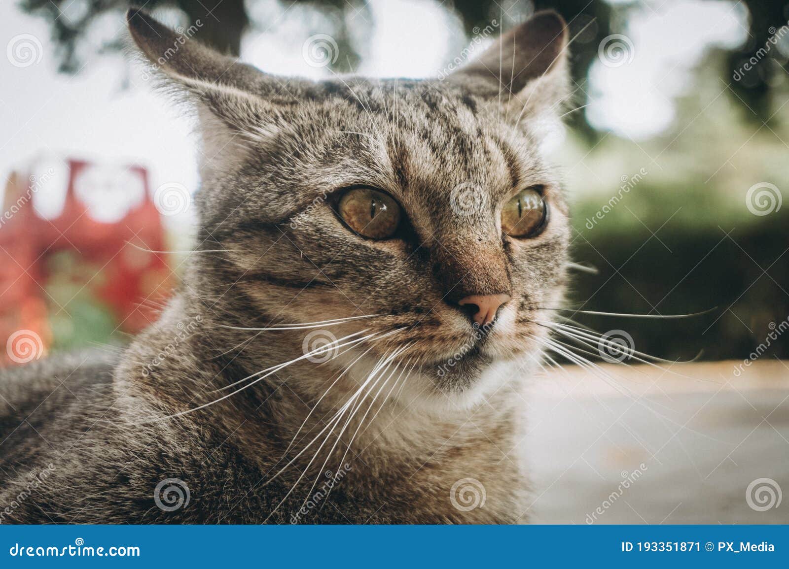 Domestic Cat - Horizontal Photograph Stock Image - Image of animal ...