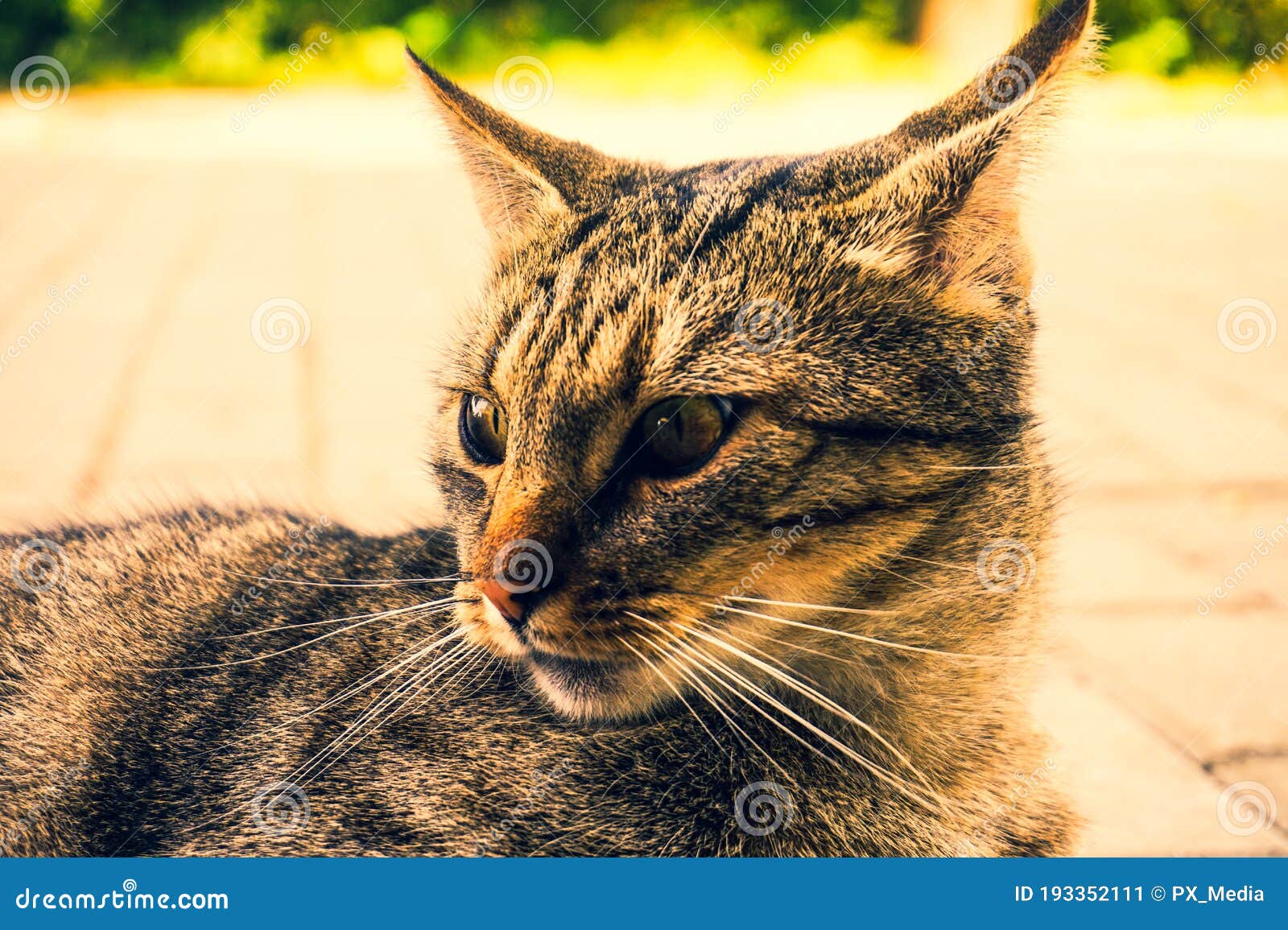 Domestic Cat - Horizontal Photograph Stock Image - Image of mammal ...
