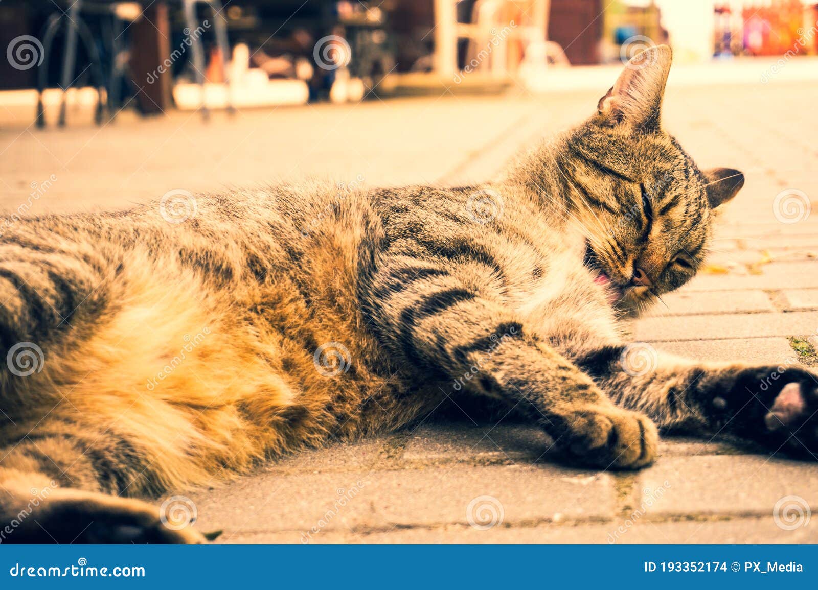 Domestic Cat - Horizontal Photograph Stock Photo - Image of animal ...