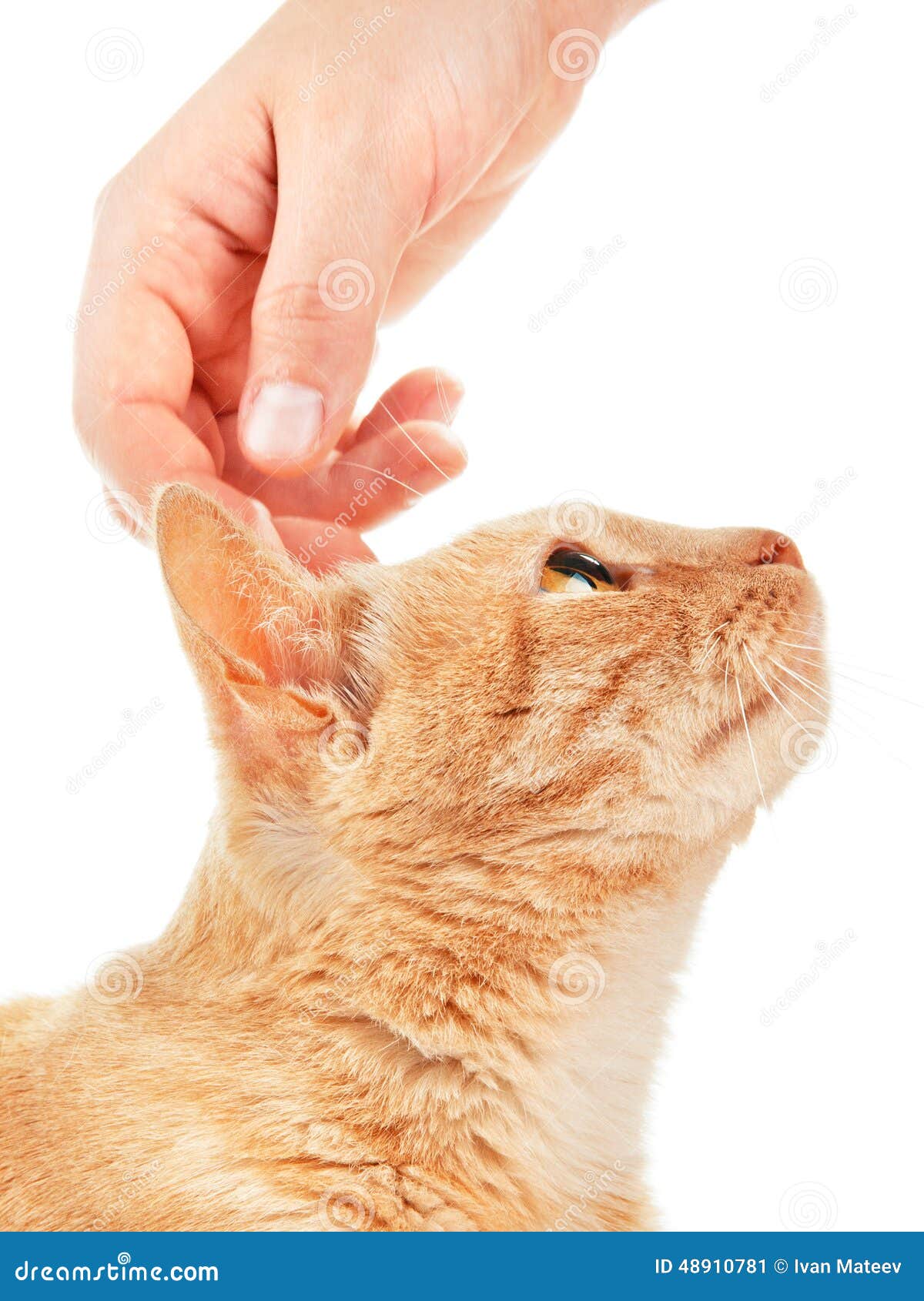 Domestic Cat with Human Hand Stock Image - Image of object, still: 48910781