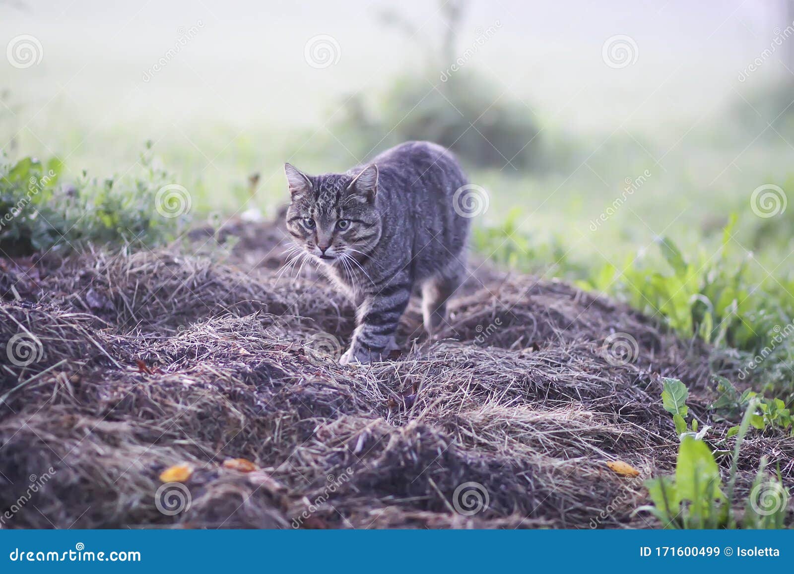 Domestic Cat Hunting on Rural Field Stock Image - Image of animal ...