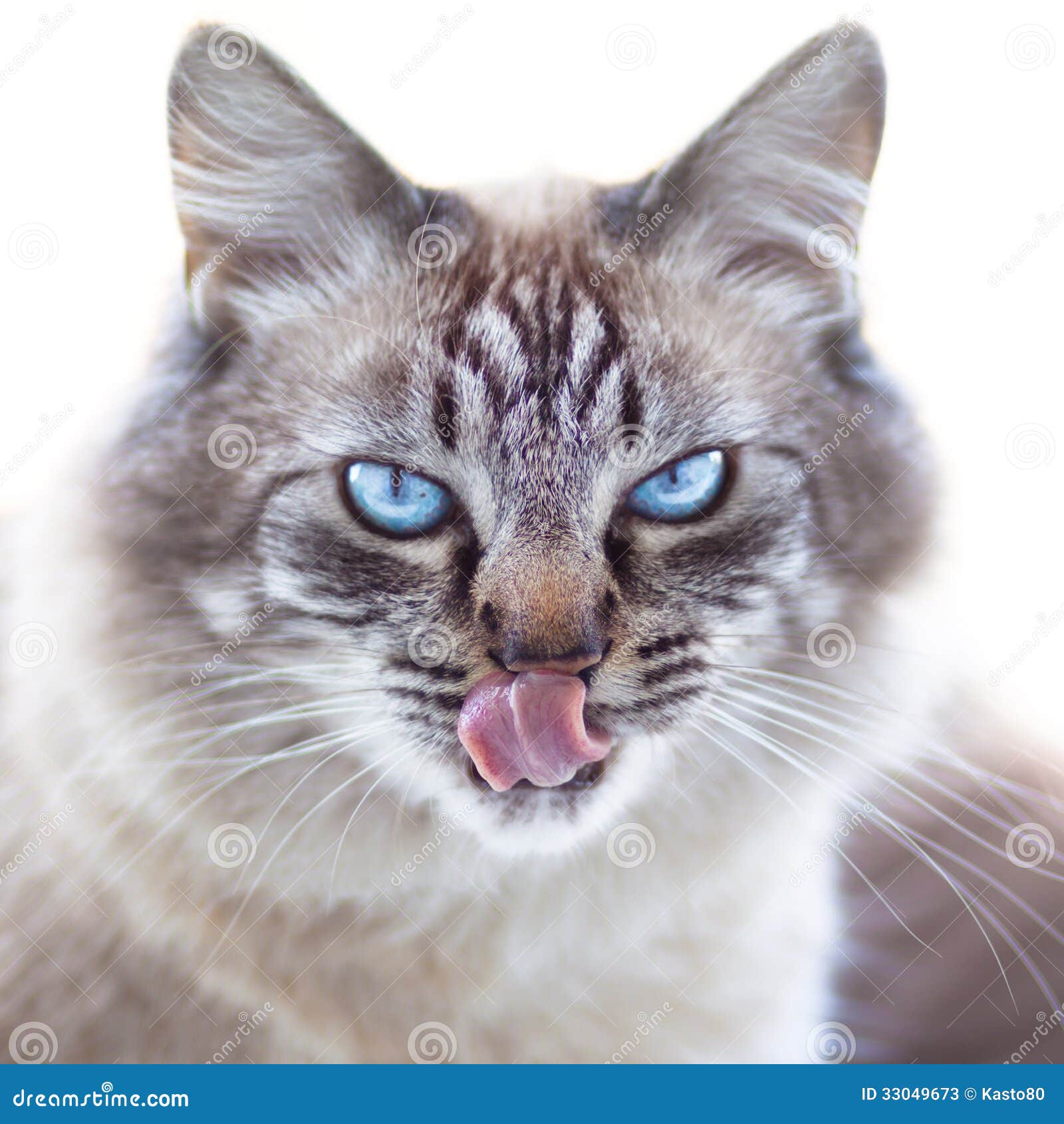 Domestic cat. stock image. Image of nose, cold, face - 33049673