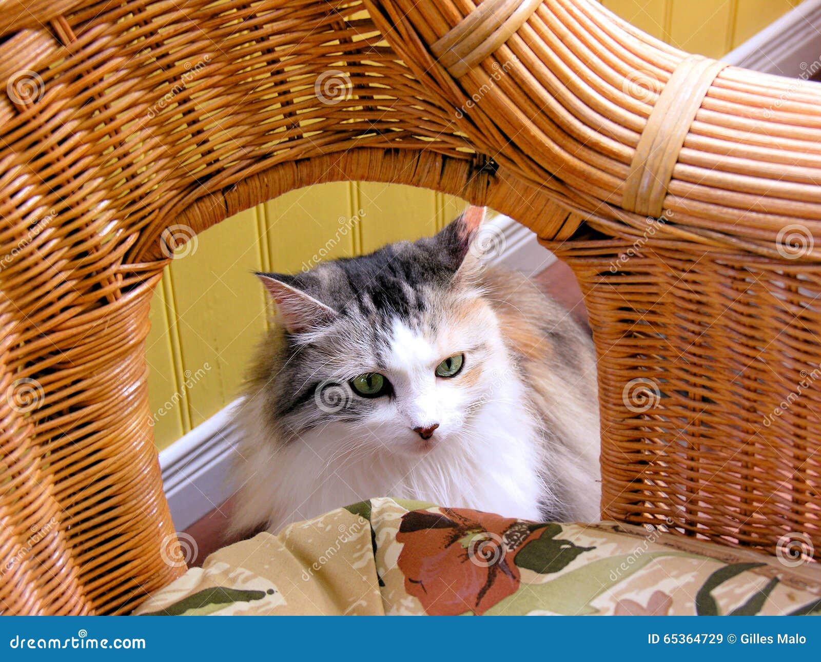 Domestic cat inside home stock image. Image of play, closeup - 65364729