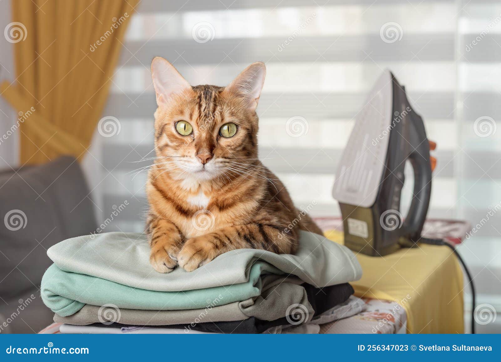 Domestic Cat, Iron and a Stack of Clean Linen on the Ironing Board in ...