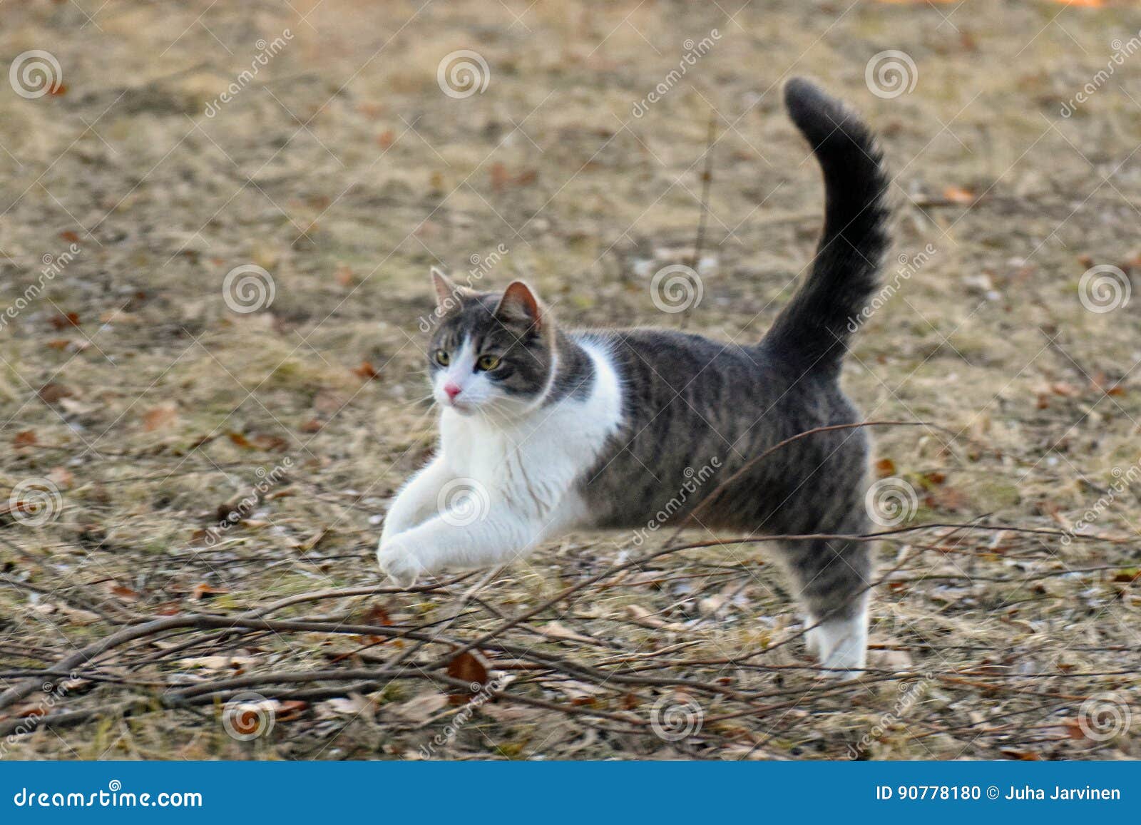 Domestic Cat Jumping Over Branch. Stock Photo - Image of people, space ...