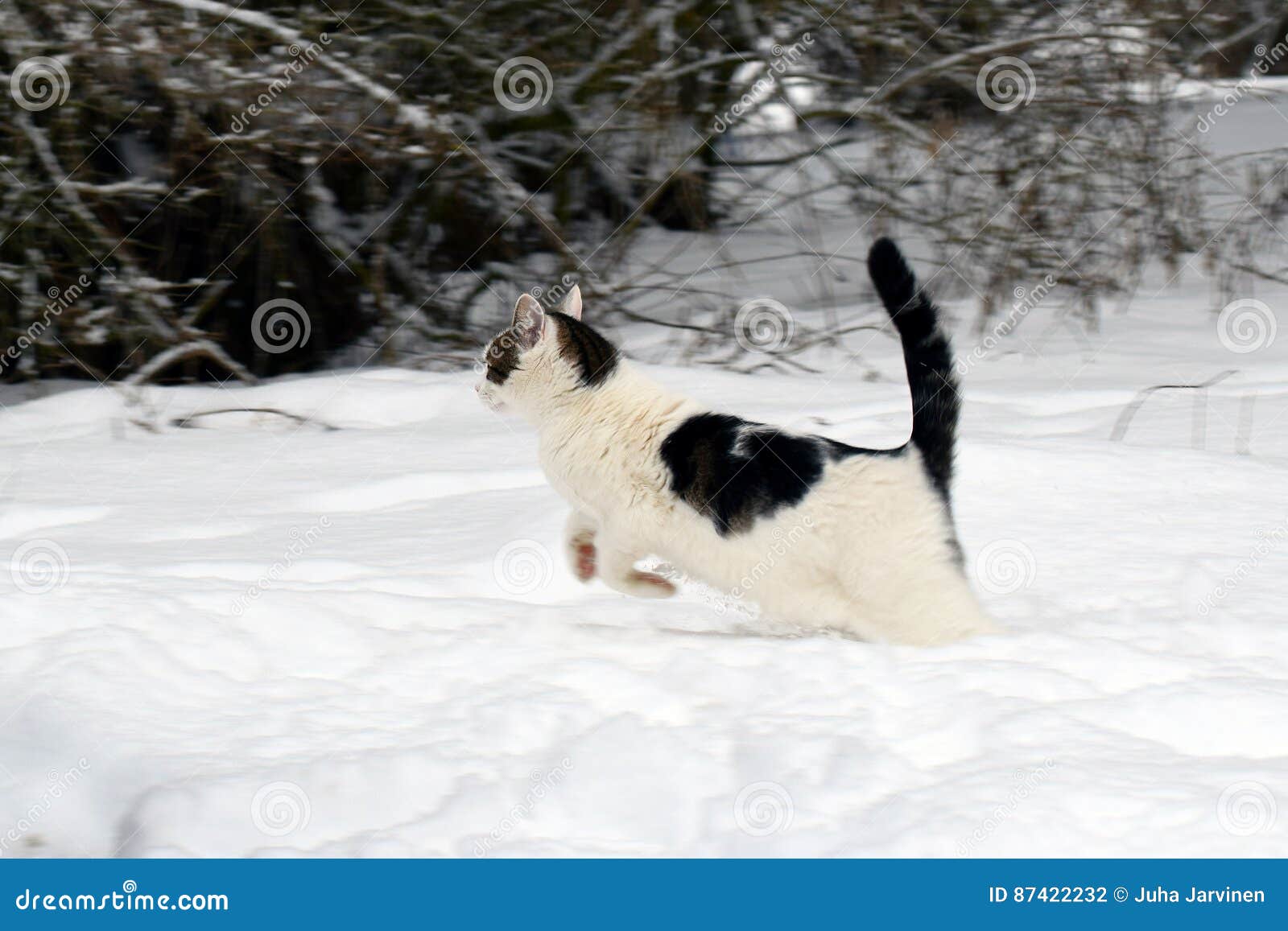 Domestic Cat Jumping in the Snow. Stock Photo - Image of jumping ...