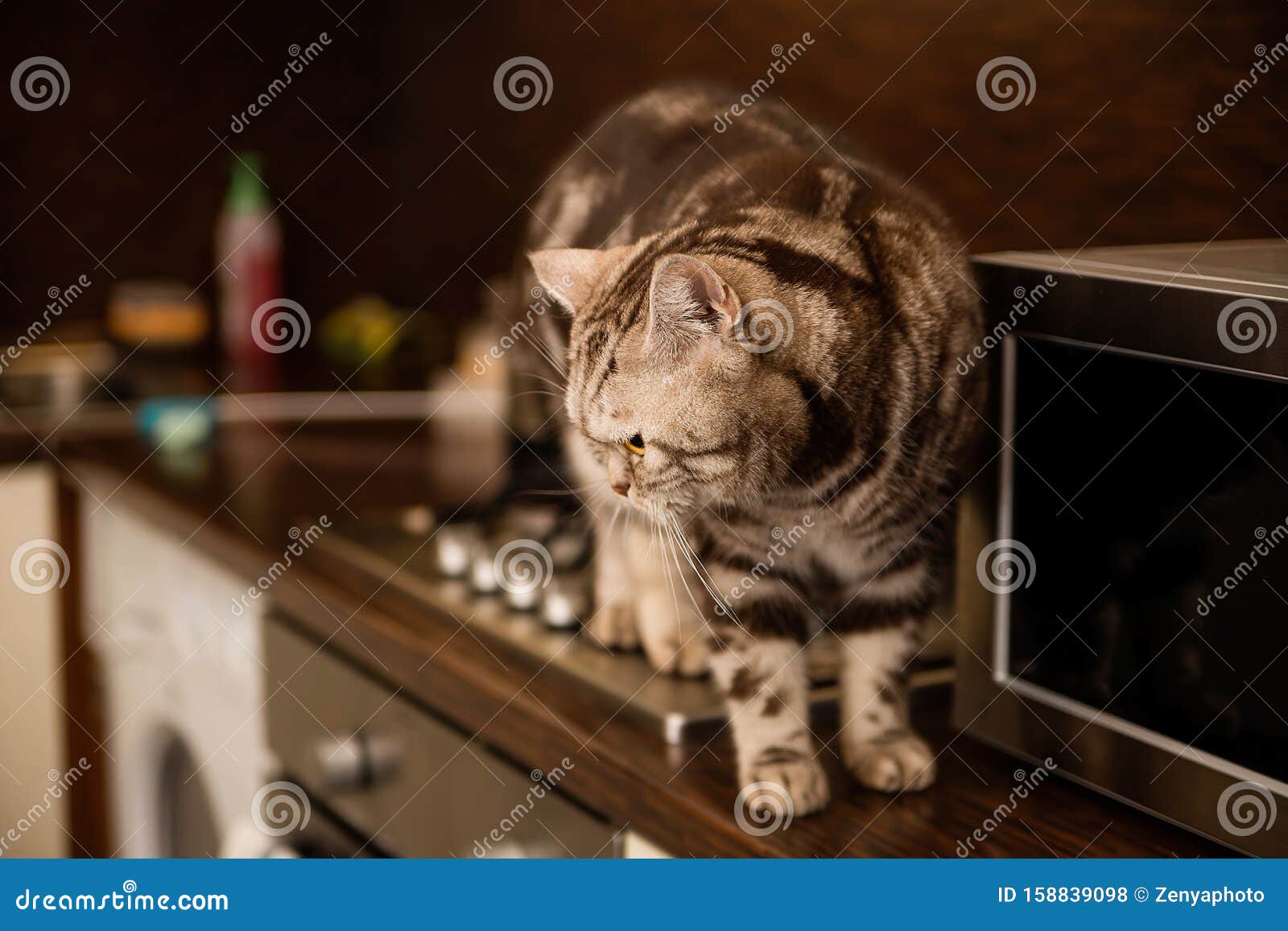 Domestic Cat in the Kitchen Walking on the Table Stock Photo - Image of ...