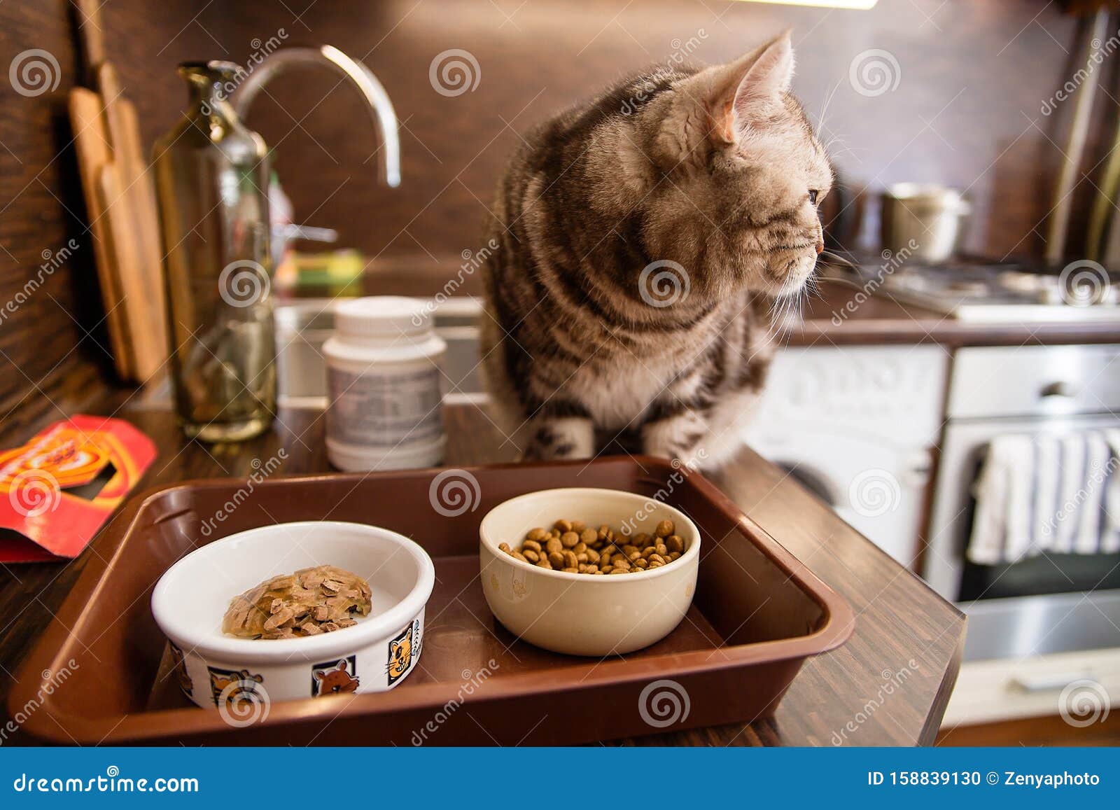 Domestic Cat in the Kitchen Walking on the Table Stock Photo - Image of ...