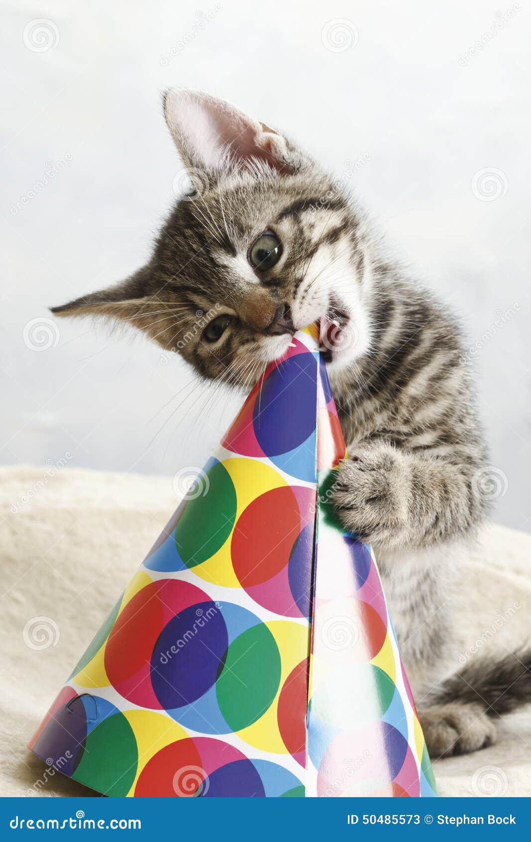 Domestic Cat, Kitten Playing with Carnival Hat Stock Image - Image of ...