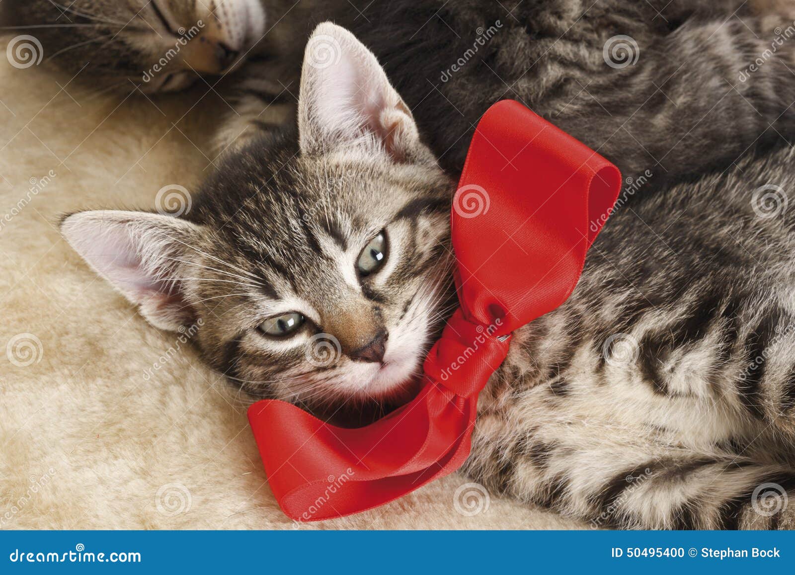 Domestic Cat, Kitten Wearing Red Bow Stock Photo - Image of cute, furry ...
