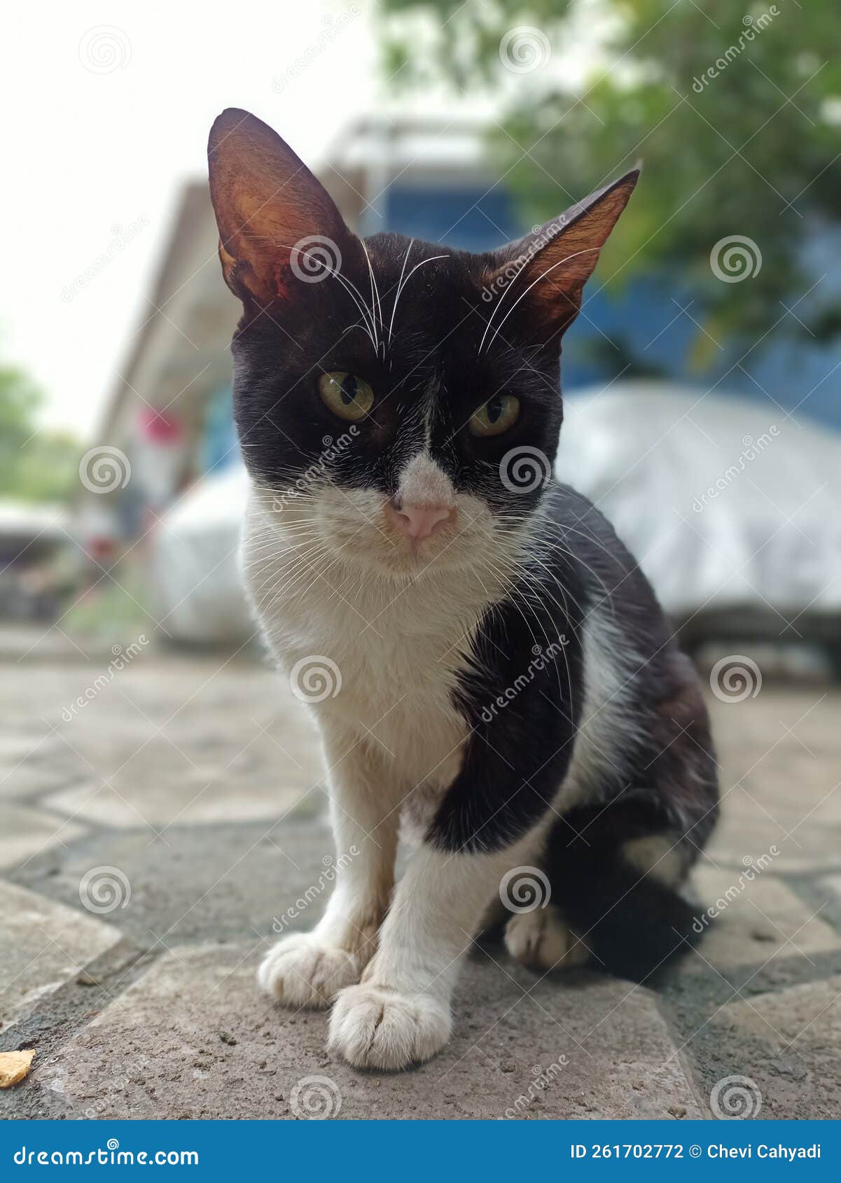 Domestic Cat & X28;kucing& X29; Stock Photo - Image of kitten, looking ...