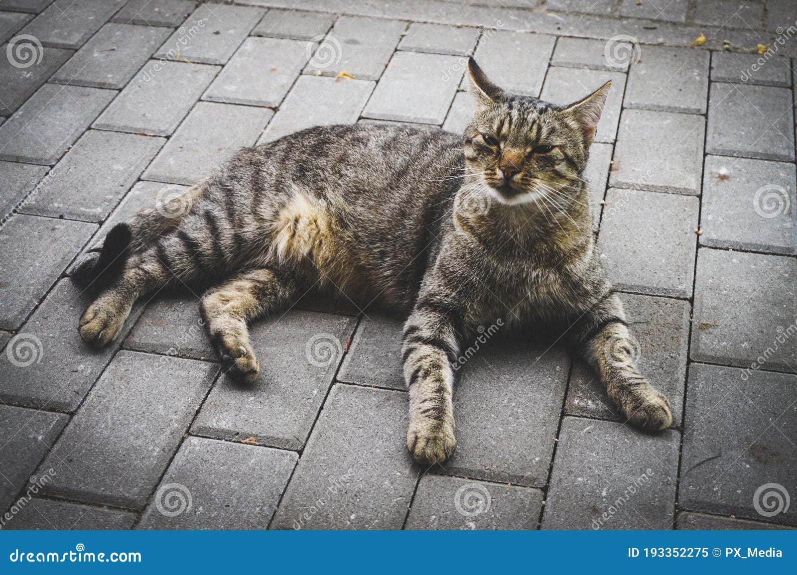 Domestic Cat Laying on a Ground Stock Image - Image of cute, resting ...