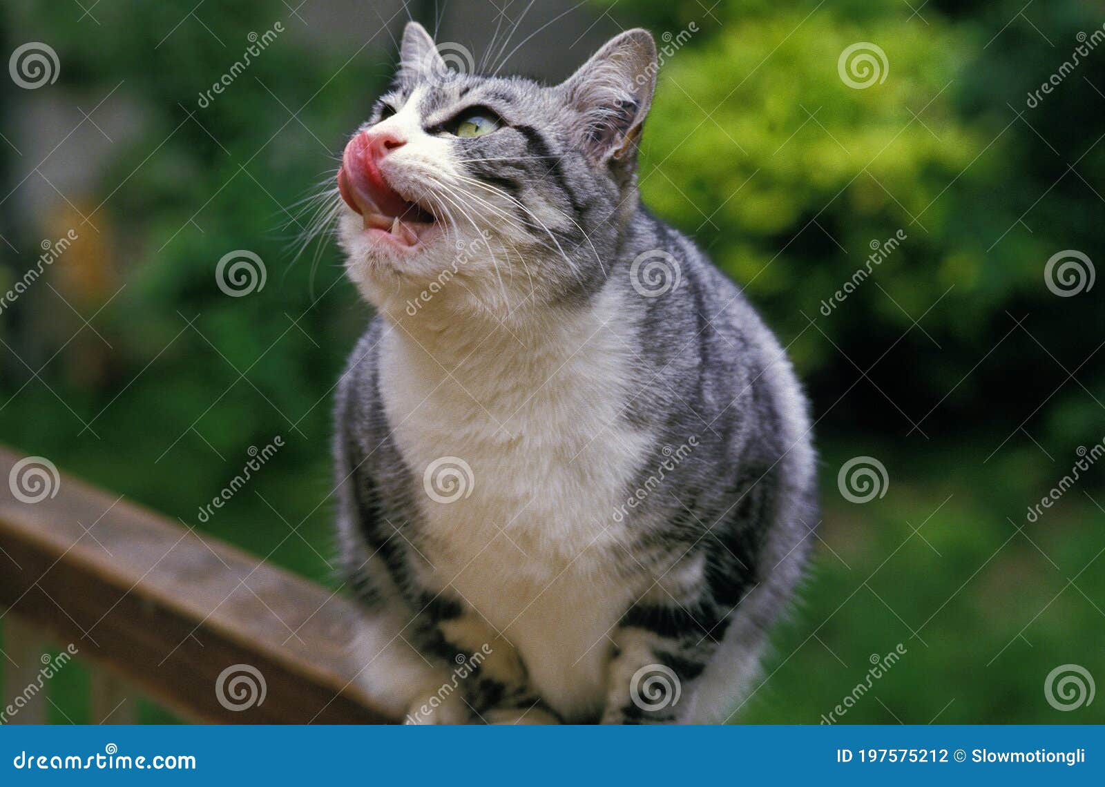 Domestic Cat Licking Its Chops Stock Photo - Image of licking, domestic ...