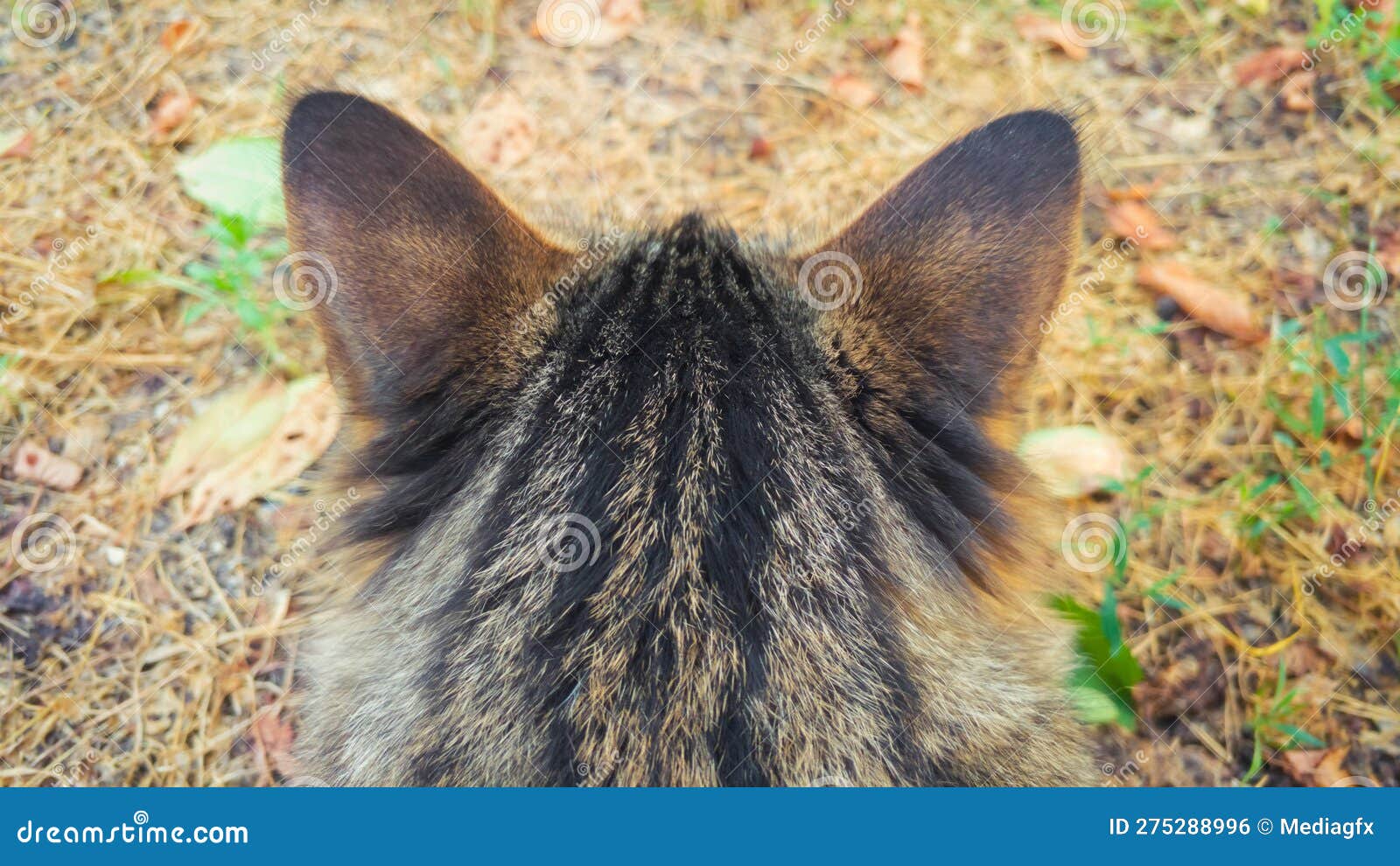 Domestic Cat Looking Forward, View from Back with Head and Ears. Stock ...