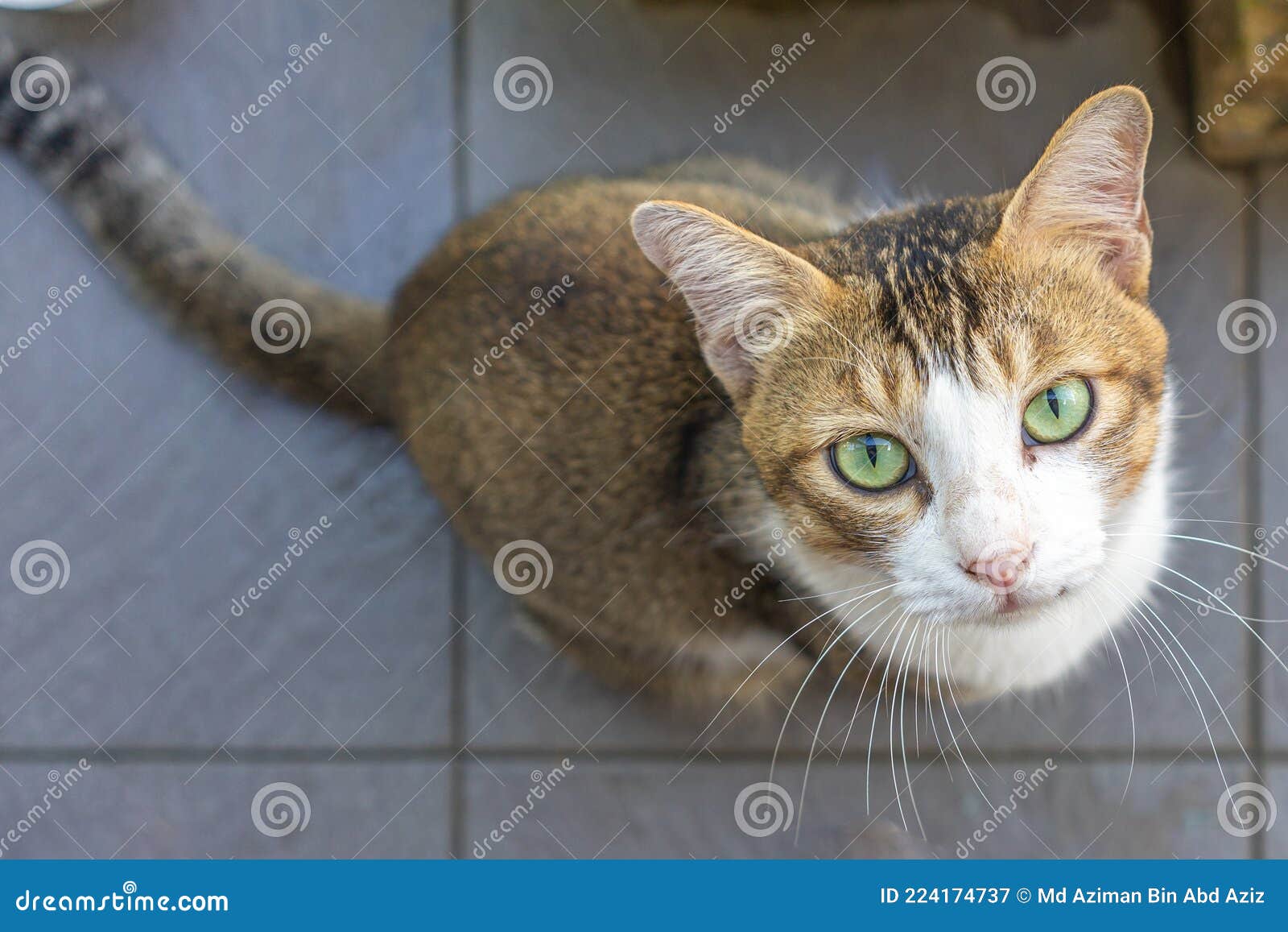 A Domestic Cat Looking Upwards Stock Image - Image of fluffy ...