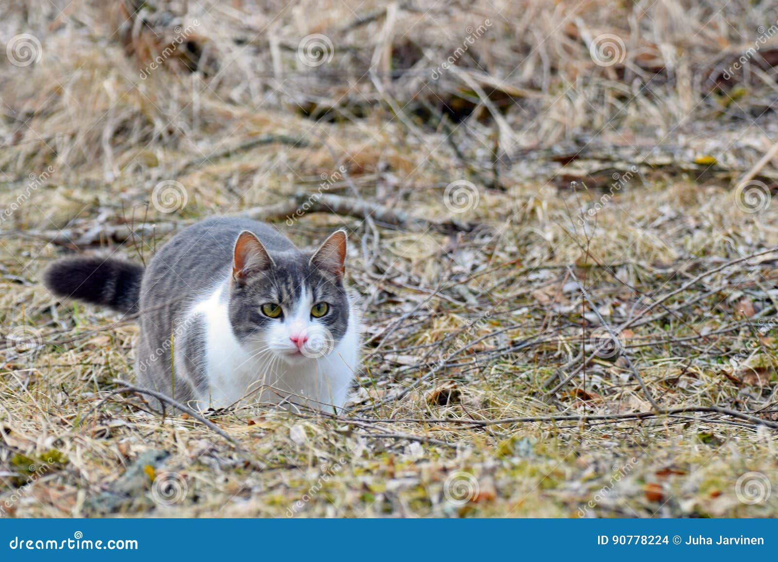 Domestic Cat Lurking Outdoors. Stock Photo - Image of hunter, garden ...