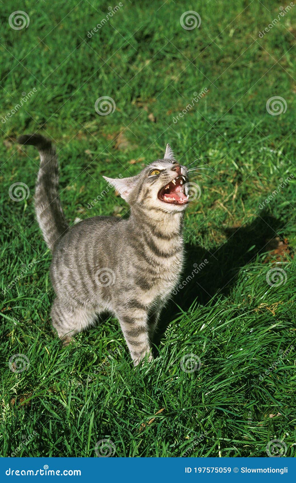 Domestic Cat Miaowing stock image. Image of miaowing - 197575059