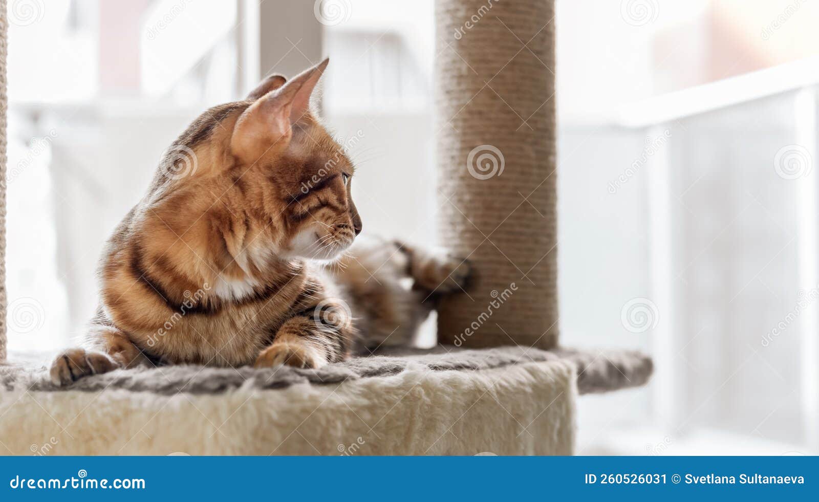 A Domestic Cat is Napping on a Cat Bed on a Scratching Post Stock Image ...