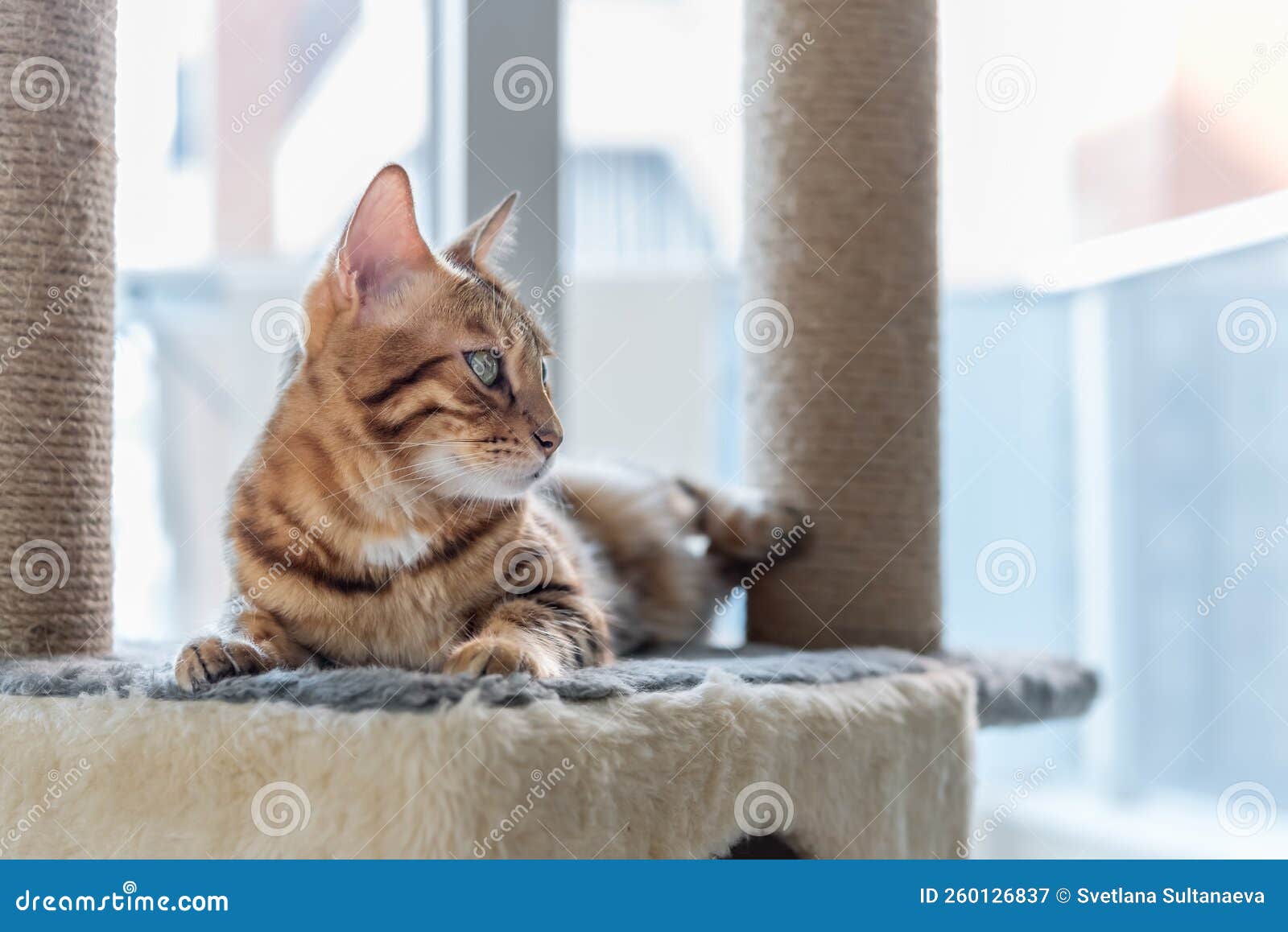 A Domestic Cat is Napping on a Cat Bed on a Scratching Post Stock Image ...