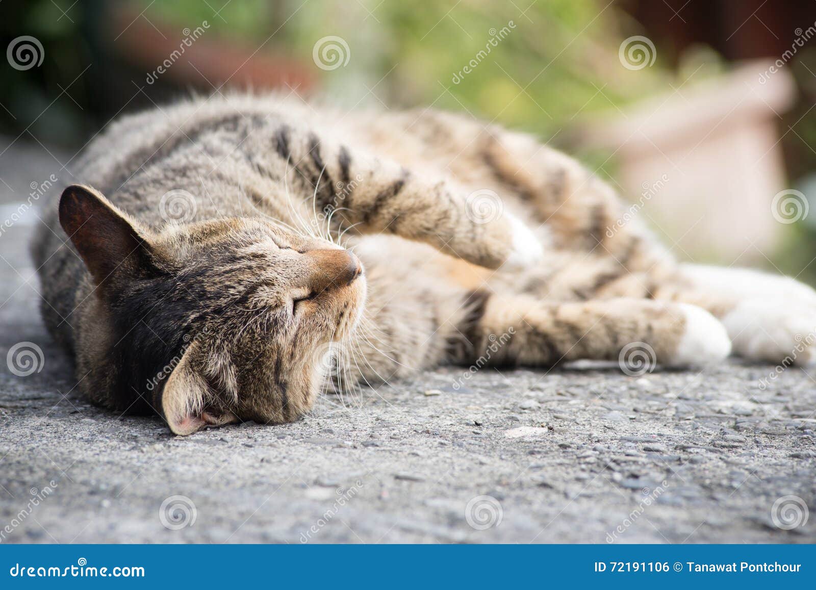 Domestic cat napping stock photo. Image of focus, portrait - 72191106