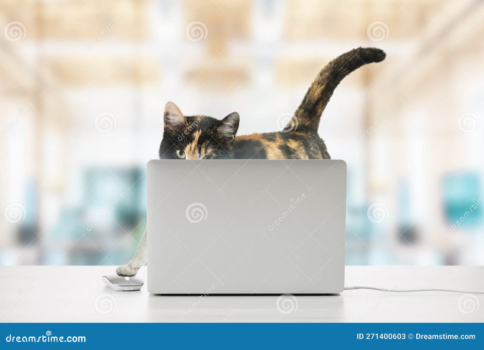 Domestic Cat on Office Desk Stock Illustration - Illustration of ...