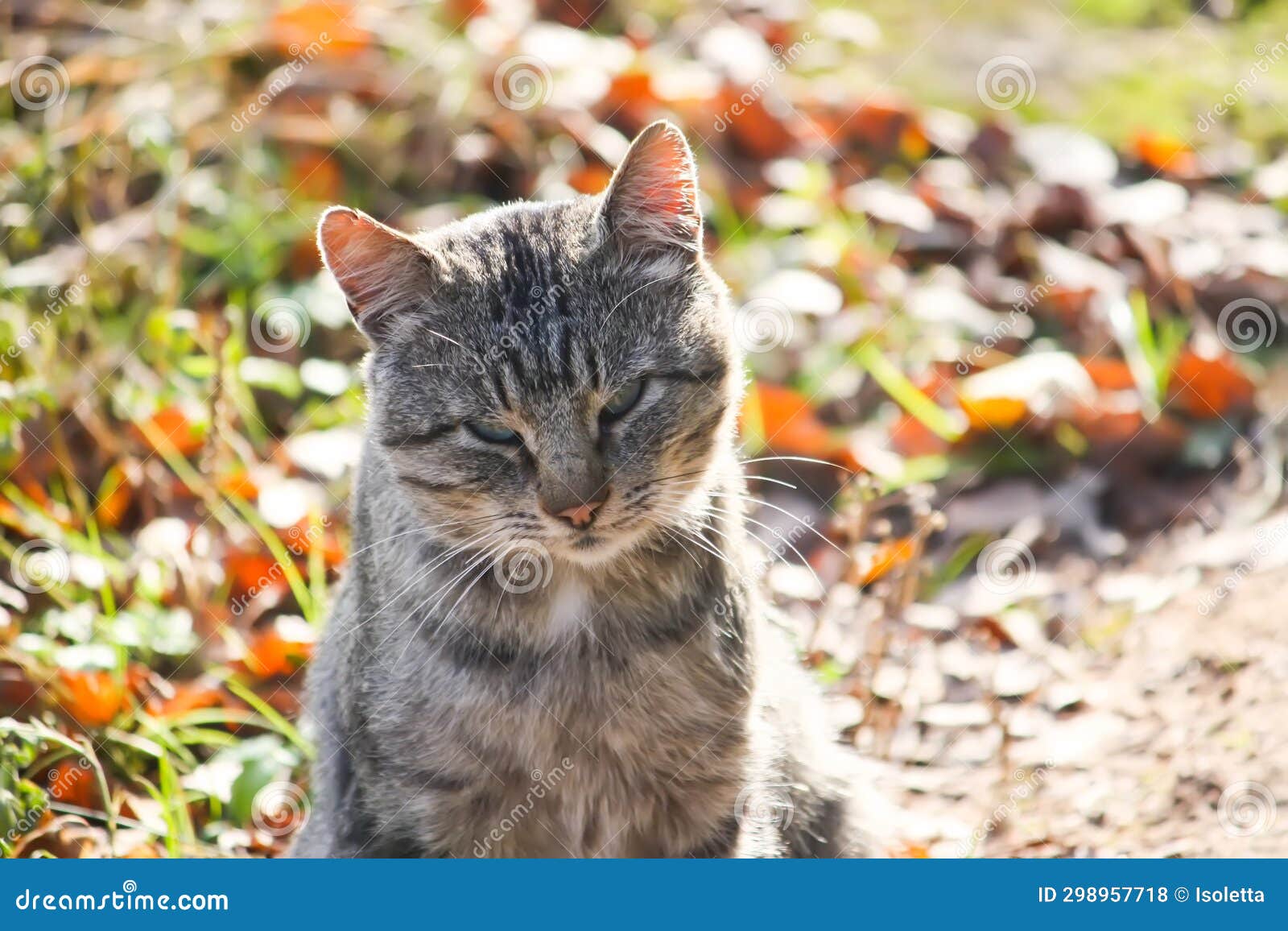 Domestic Cat Outdoors. Friendly Pet S Portrait Stock Photo - Image of ... Domestic Cat Outdoors. Friendly Pet S Portrait Stock Photo - Image of ...