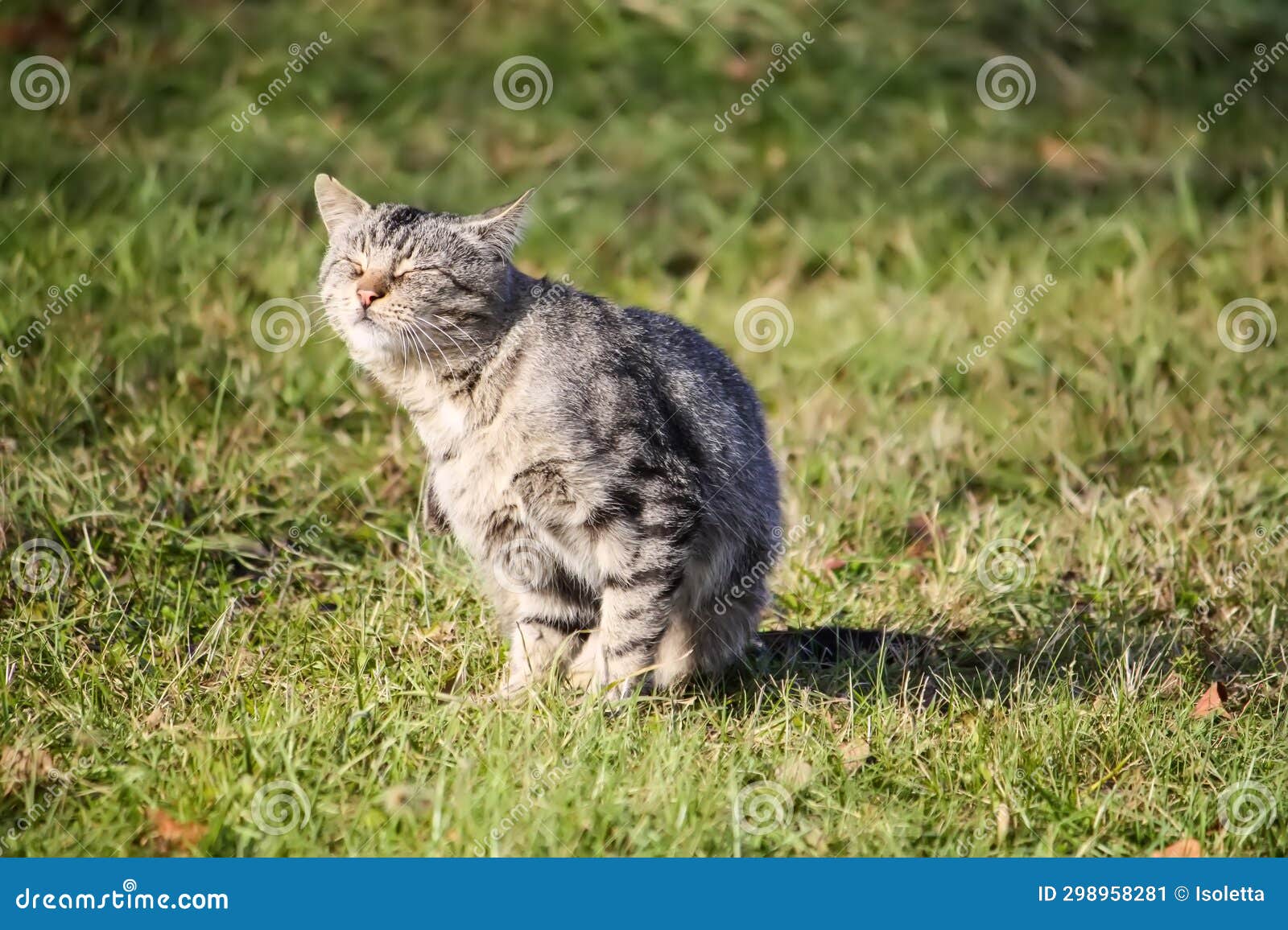 Domestic Cat Outdoors. Friendly Pet S Portrait Stock Image - Image of ... Domestic Cat Outdoors. Friendly Pet S Portrait Stock Image - Image of ...