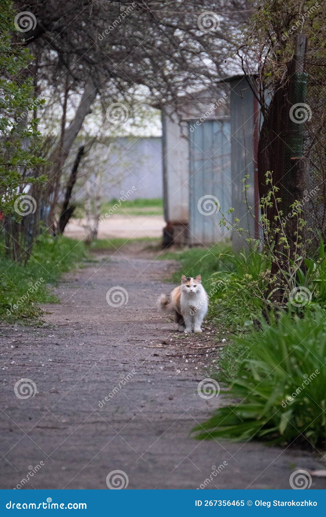 Domestic Cat on the Path in the Yard Stock Image - Image of feline ...