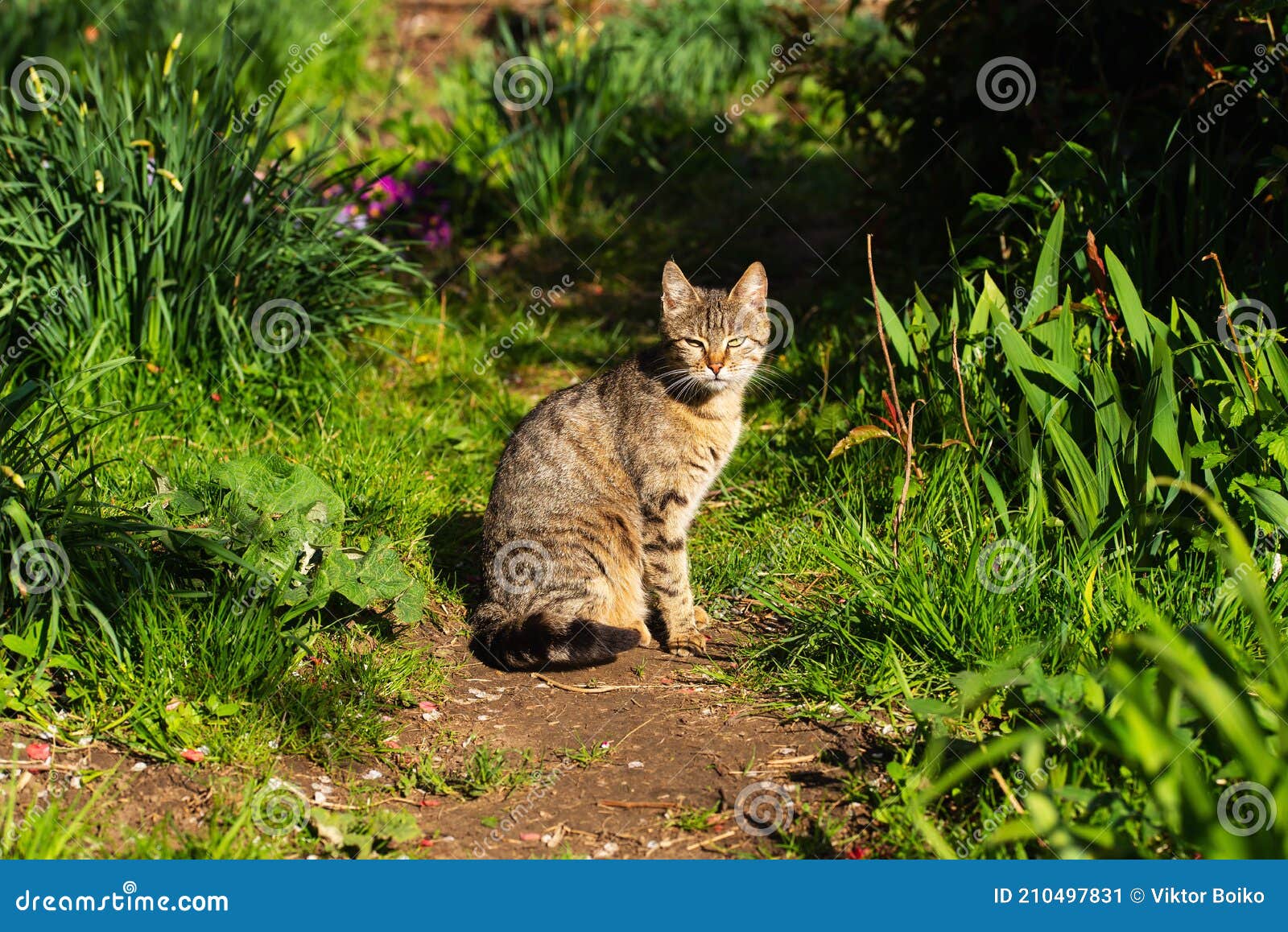 Domestic Cat on the Path in the Garden Stock Image - Image of kitten ...