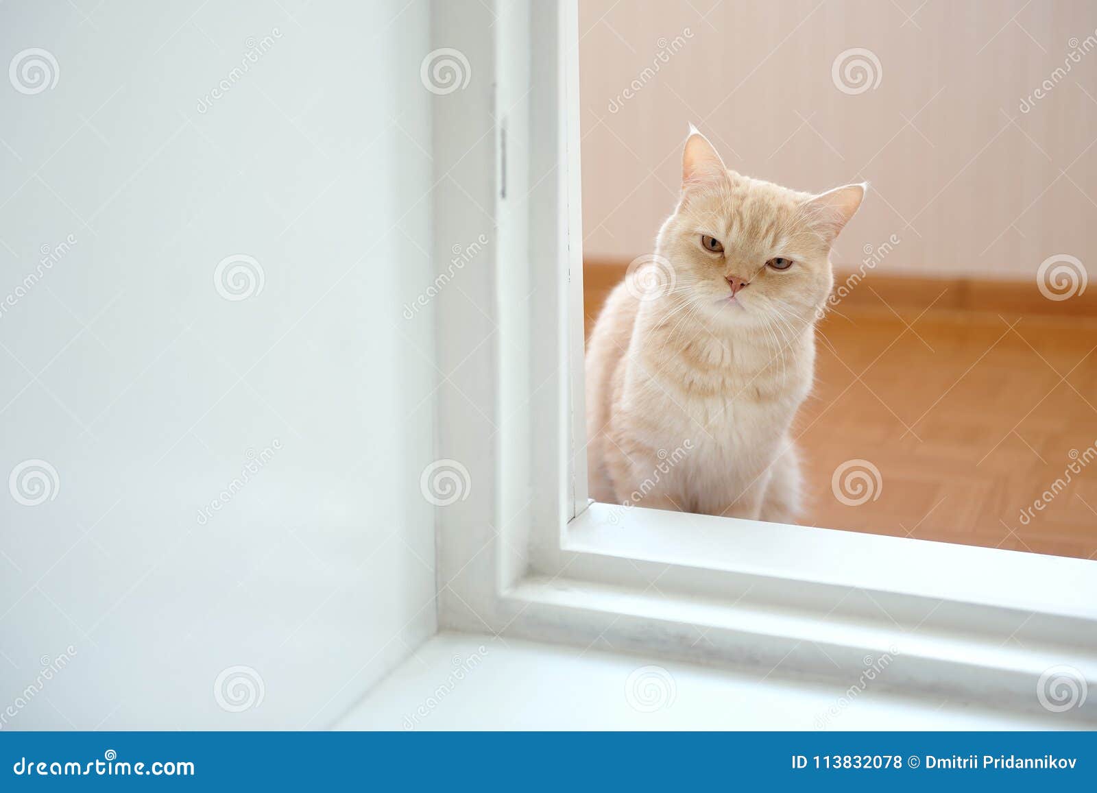 Domestic Cat Peeping from Behind the Walls of the House Stock Photo ...