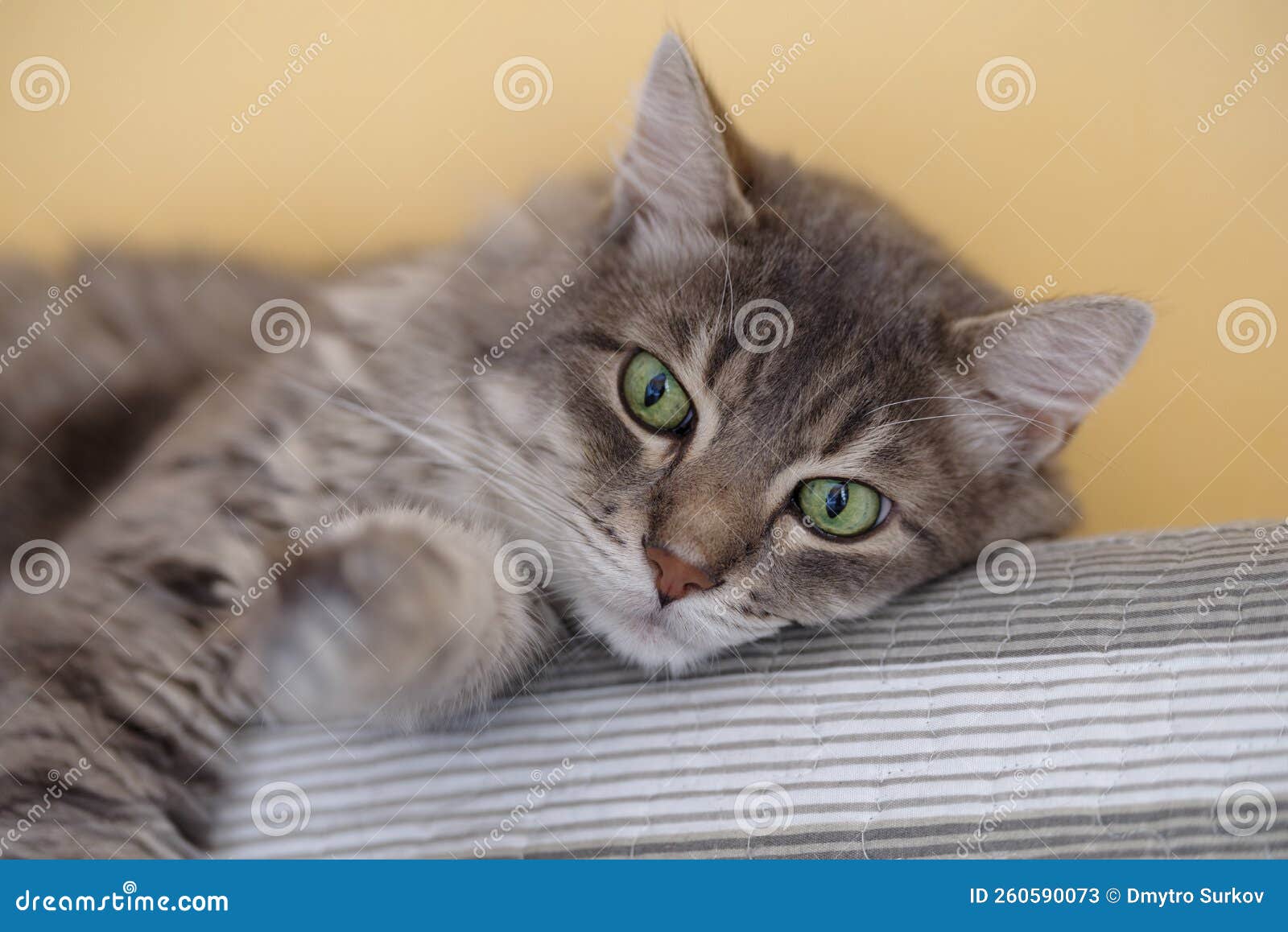 A Domestic Cat Resting in Its Home Stock Image - Image of green, tomcat ...