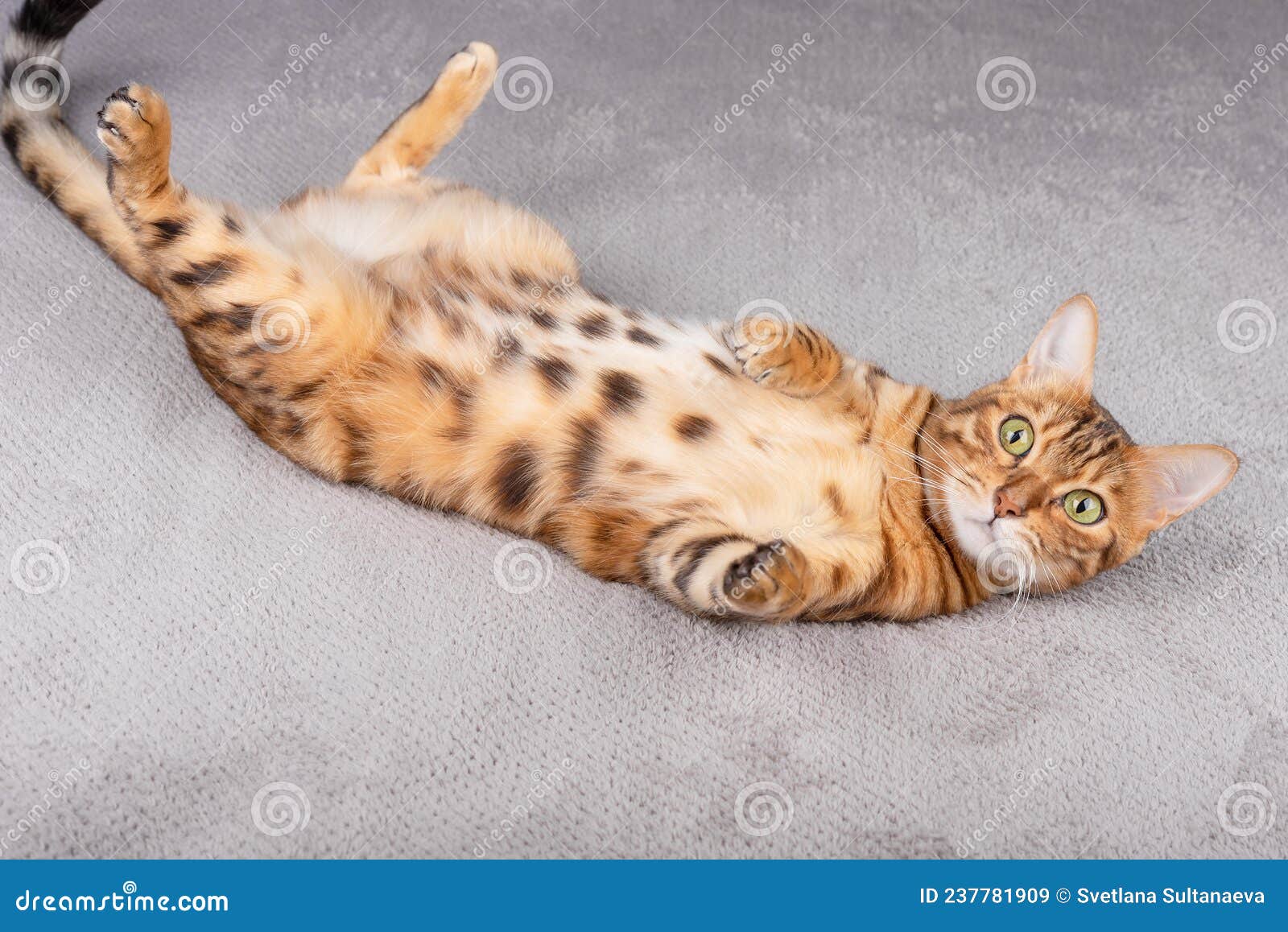 The Domestic Cat is Resting in the Room Lying on Its Back Stock Image ...
